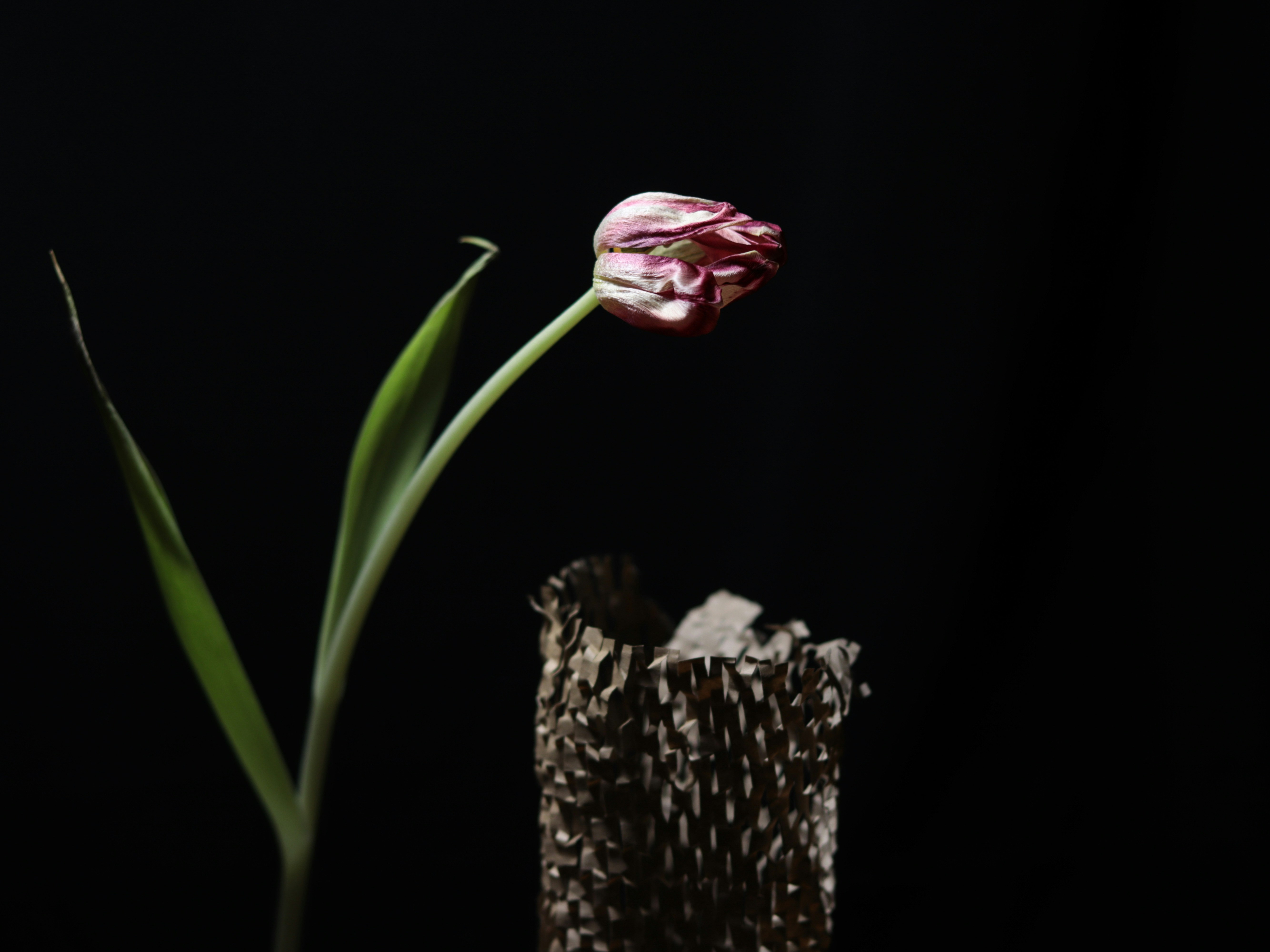 A solitary tulip bends toward the darkness, guarding a charred stump