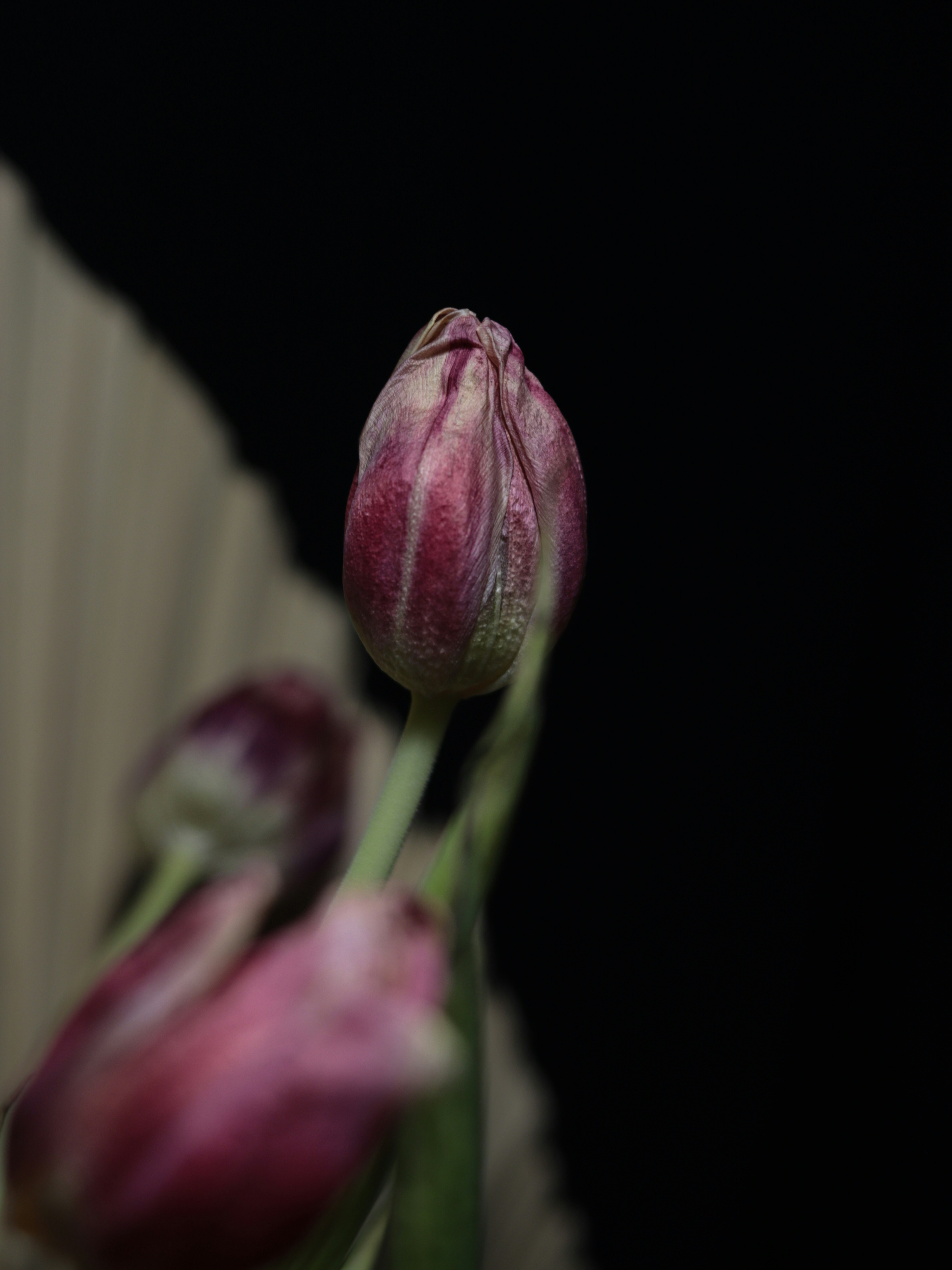 Velvet Night, Crimson Tulip Bud: A Close-Up Study