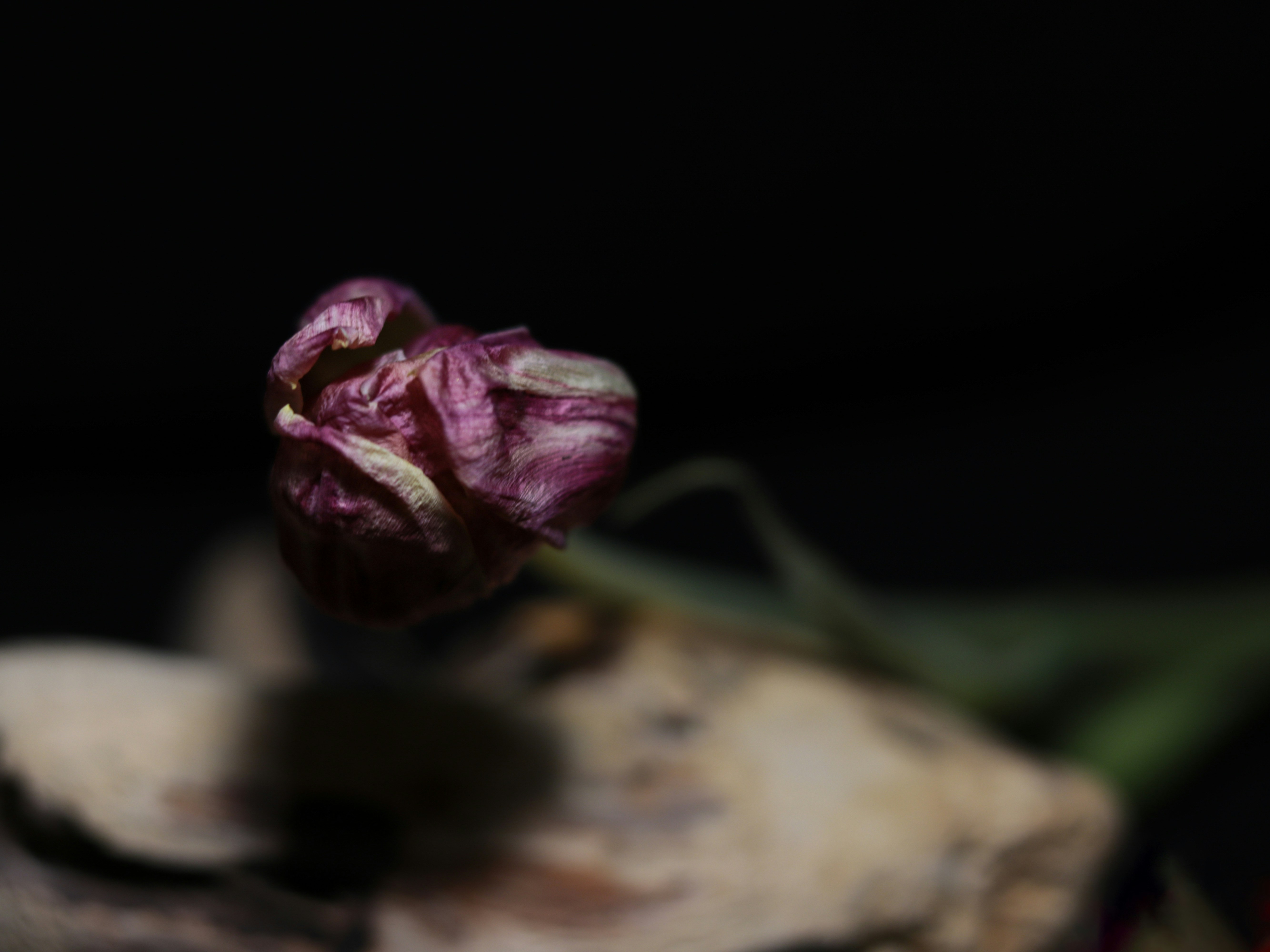 Une fleur qui est assise sur un morceau de bois photo – Photo Fleur ...