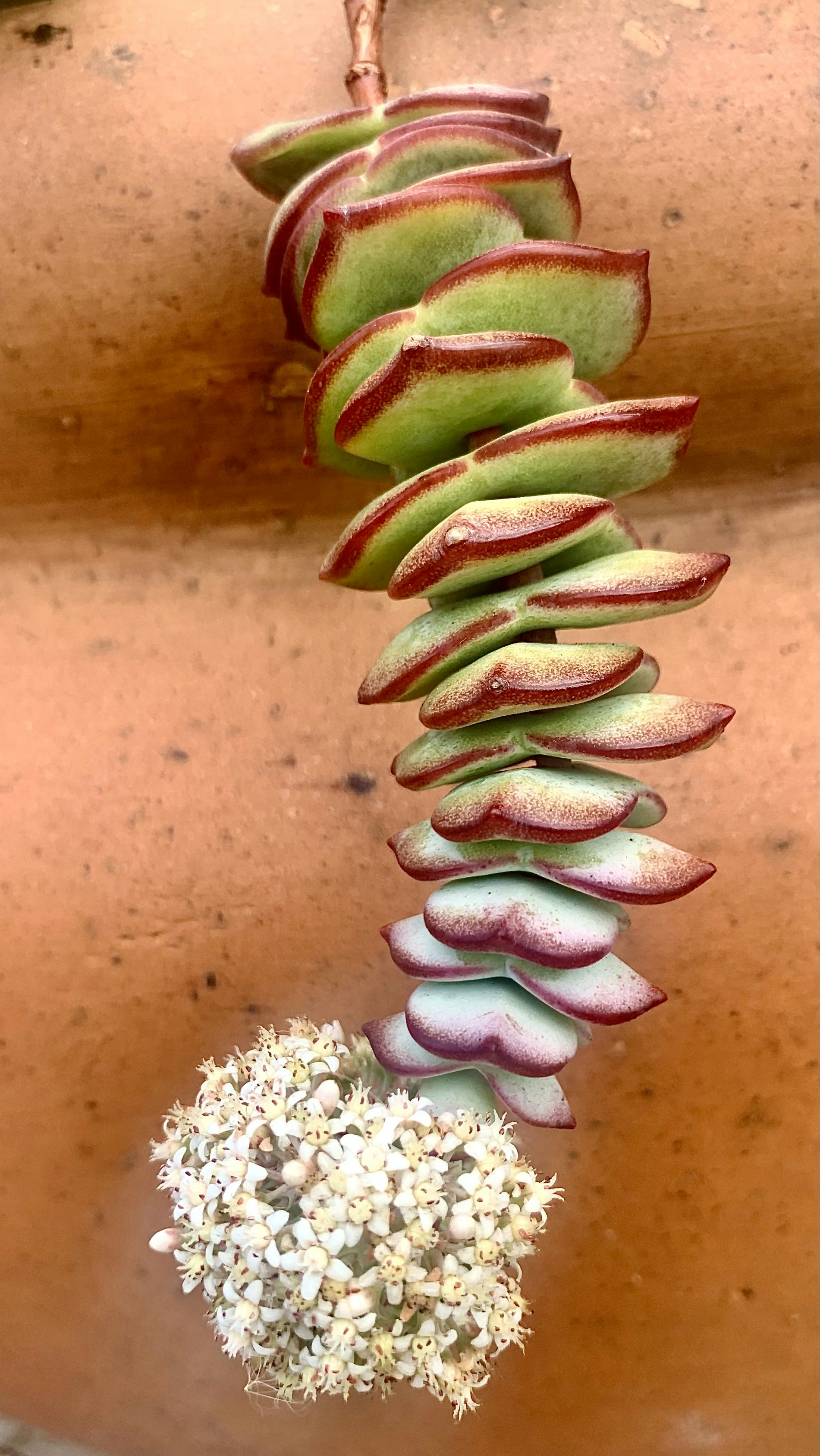 Red-Edged Spiral: A Succulent Stem Reaches Toward a Cloud of Tiny White Blooms