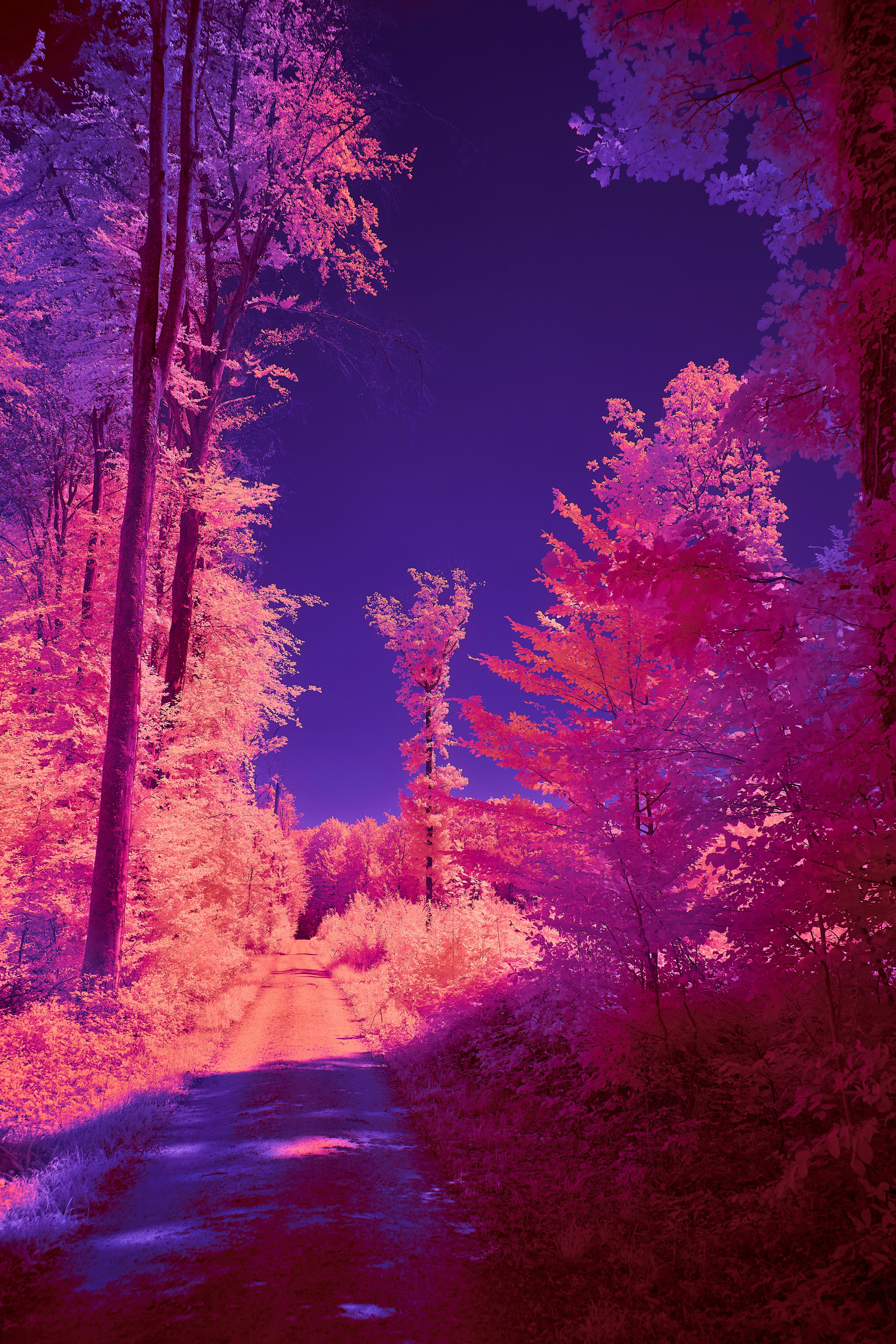 Infrared image of a path in the woods photo – Free Infrared photography ...