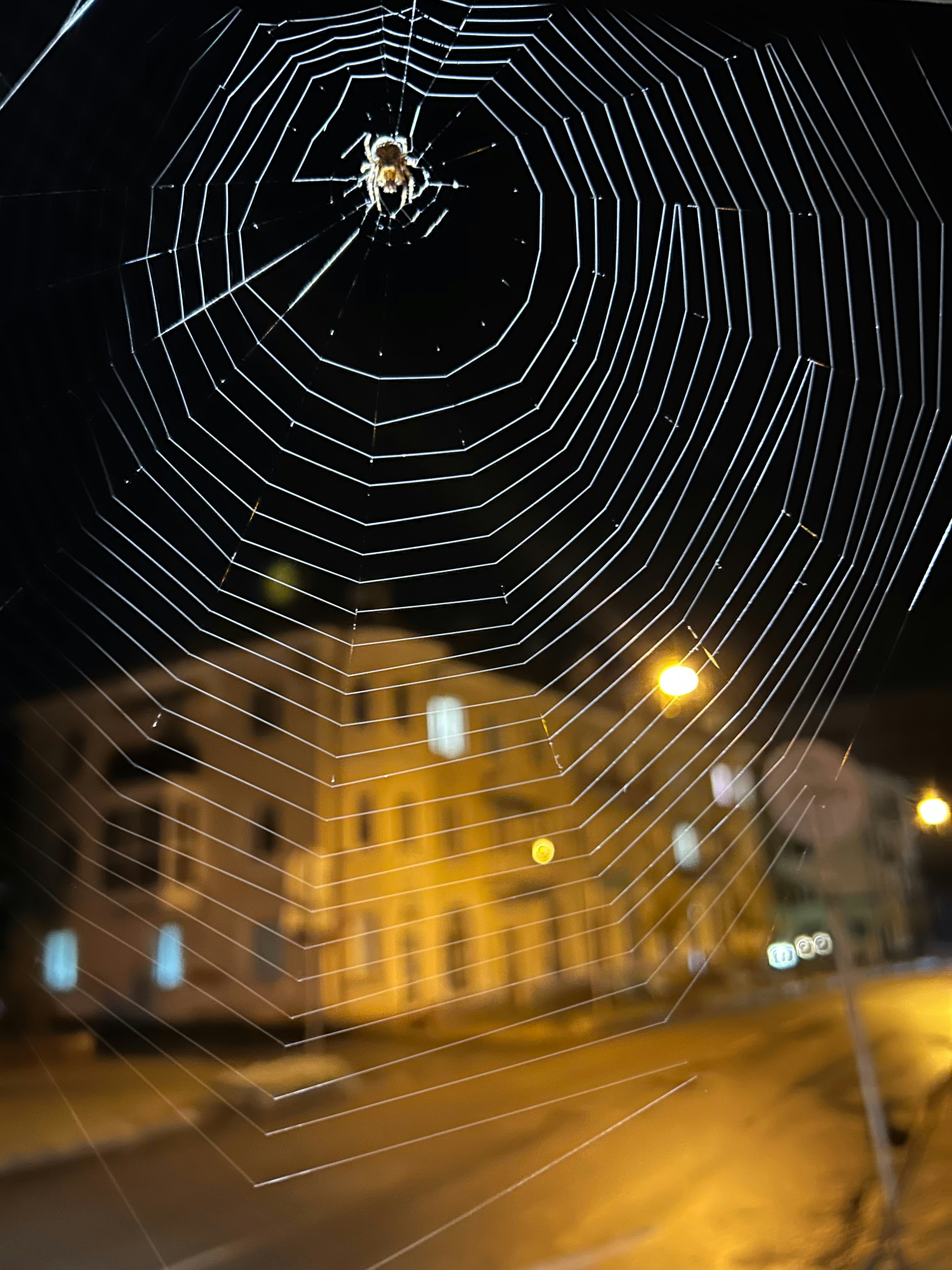 A spider web hanging from the side of a building photo – Free Brown ...