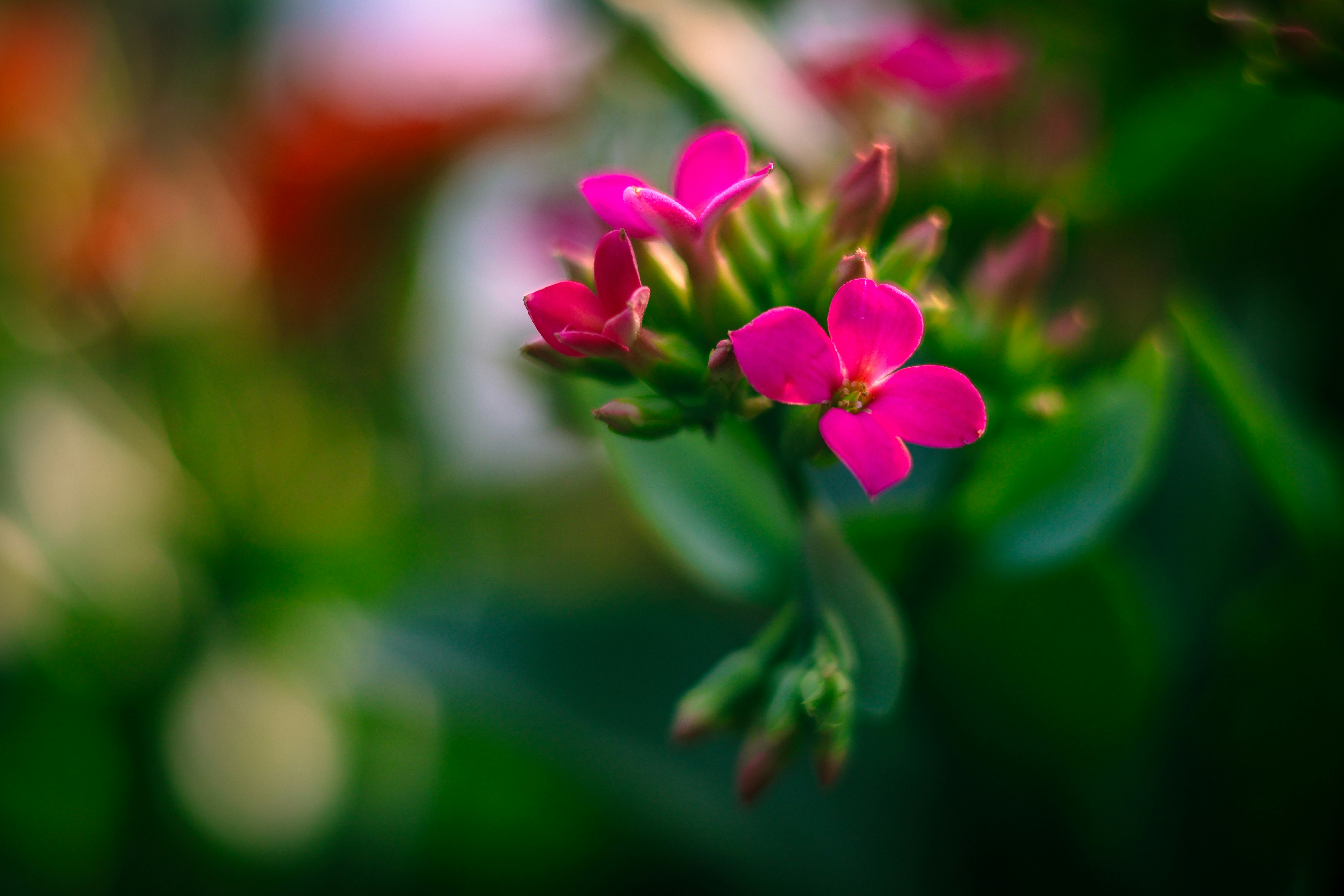 Vibrant pink flowers surrounded by lush green foliage in soft focus.
