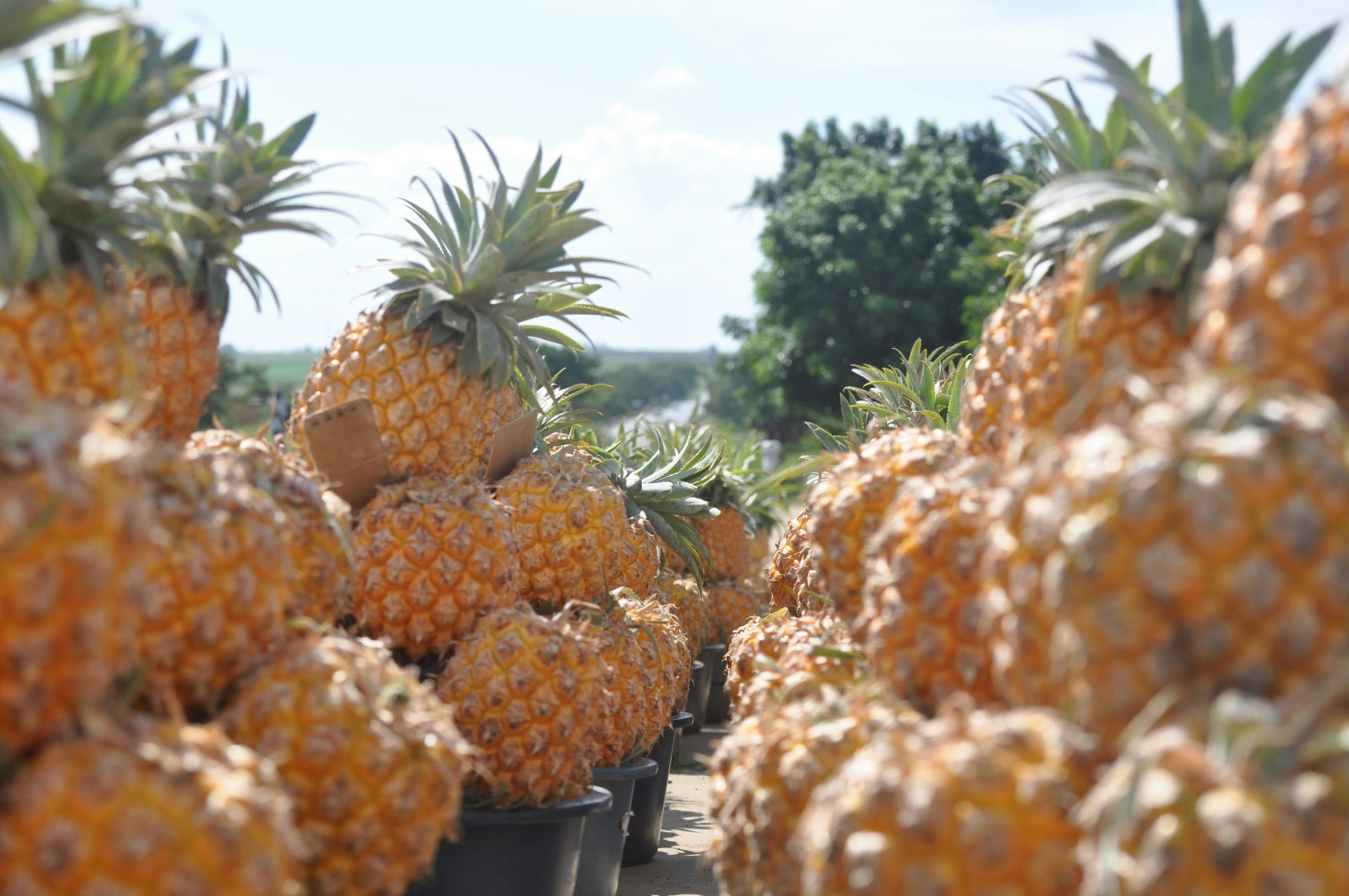 A bunch of pineapples are in a row photo – Free Hluhluwe Image on Unsplash