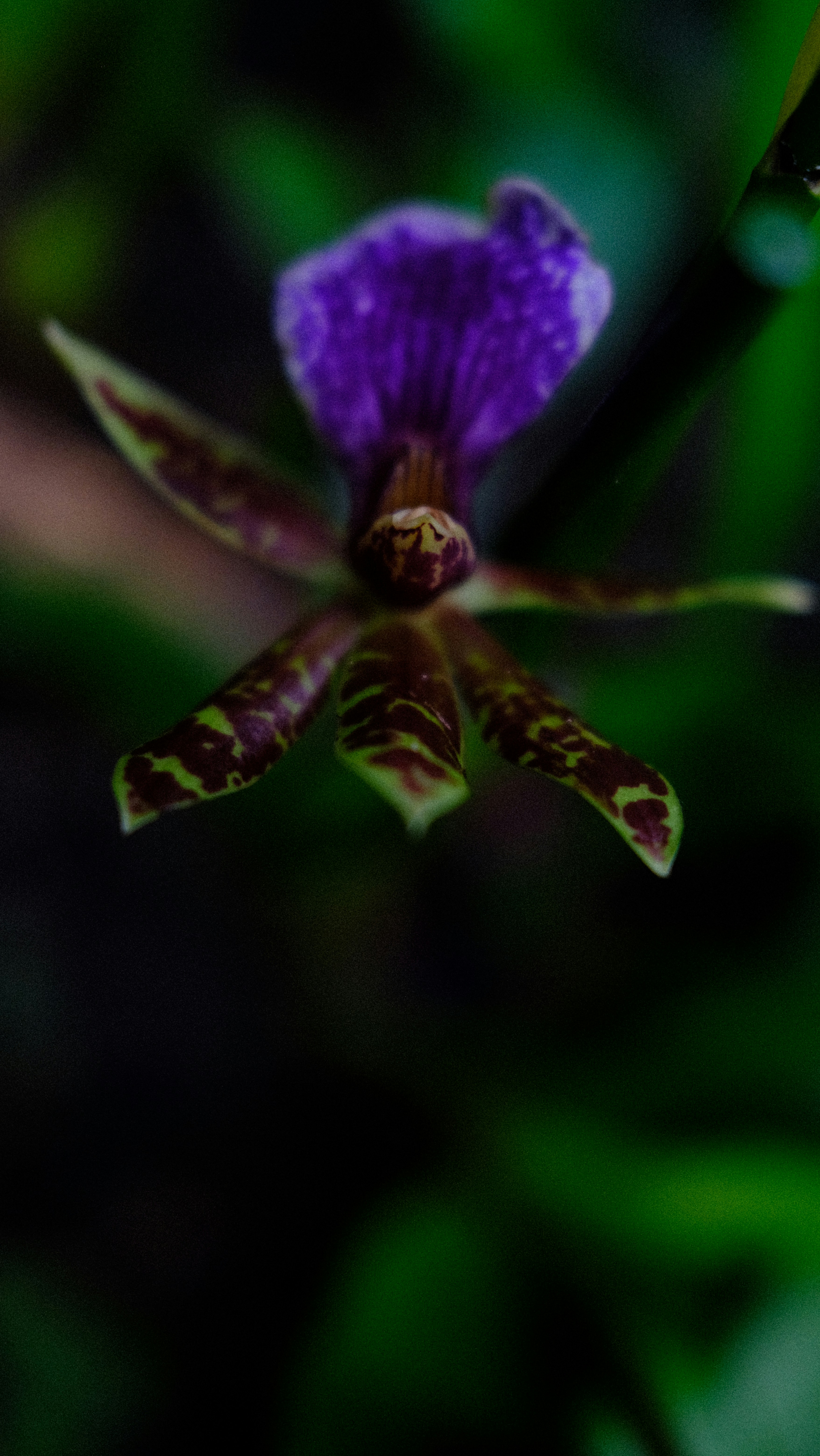 Midnight Orchid, Close-Up: Texture and Color in a Single Bloom