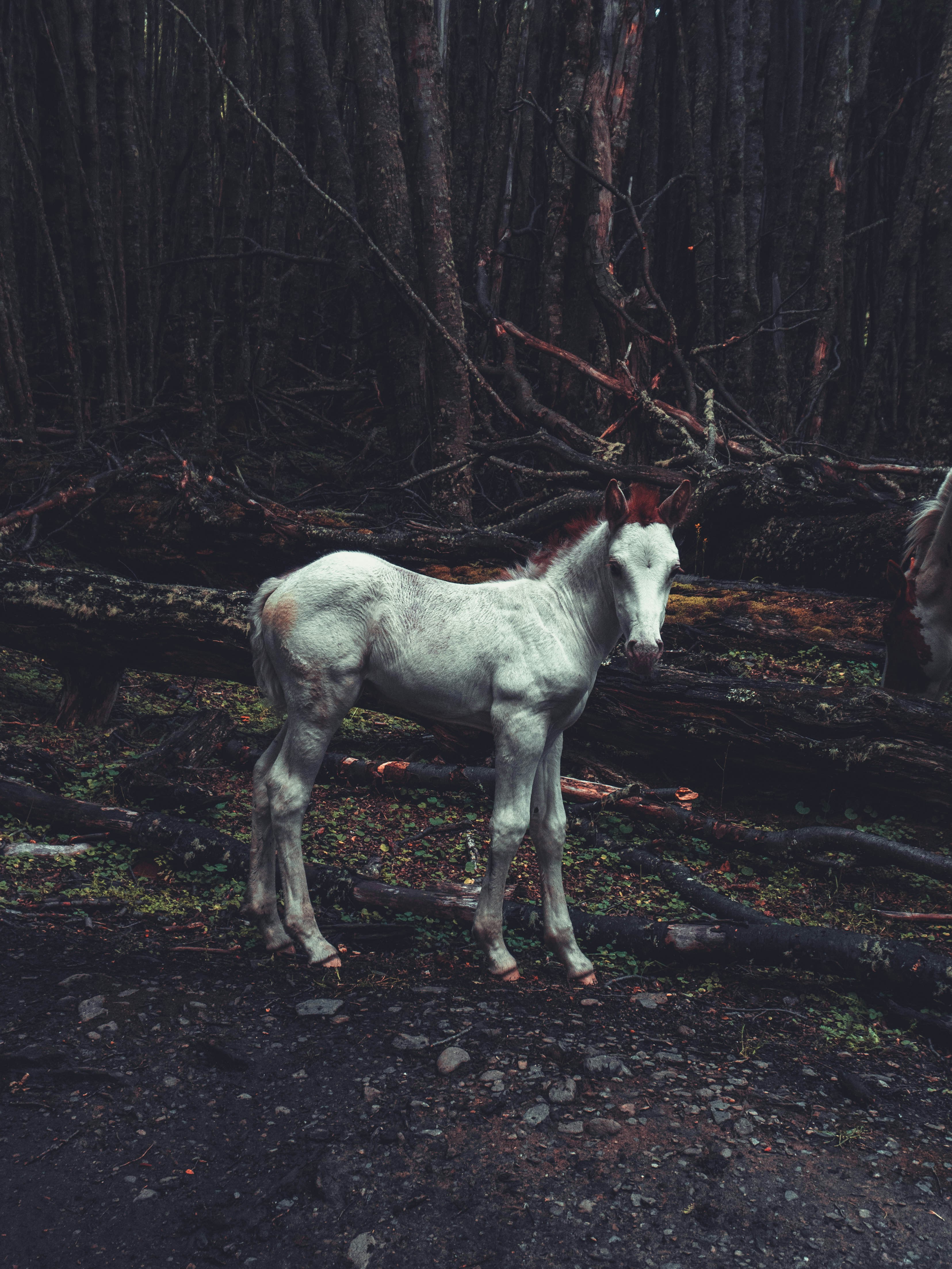 White Horse in a Dim Forest: A Quiet Pause Among Fallen Logs