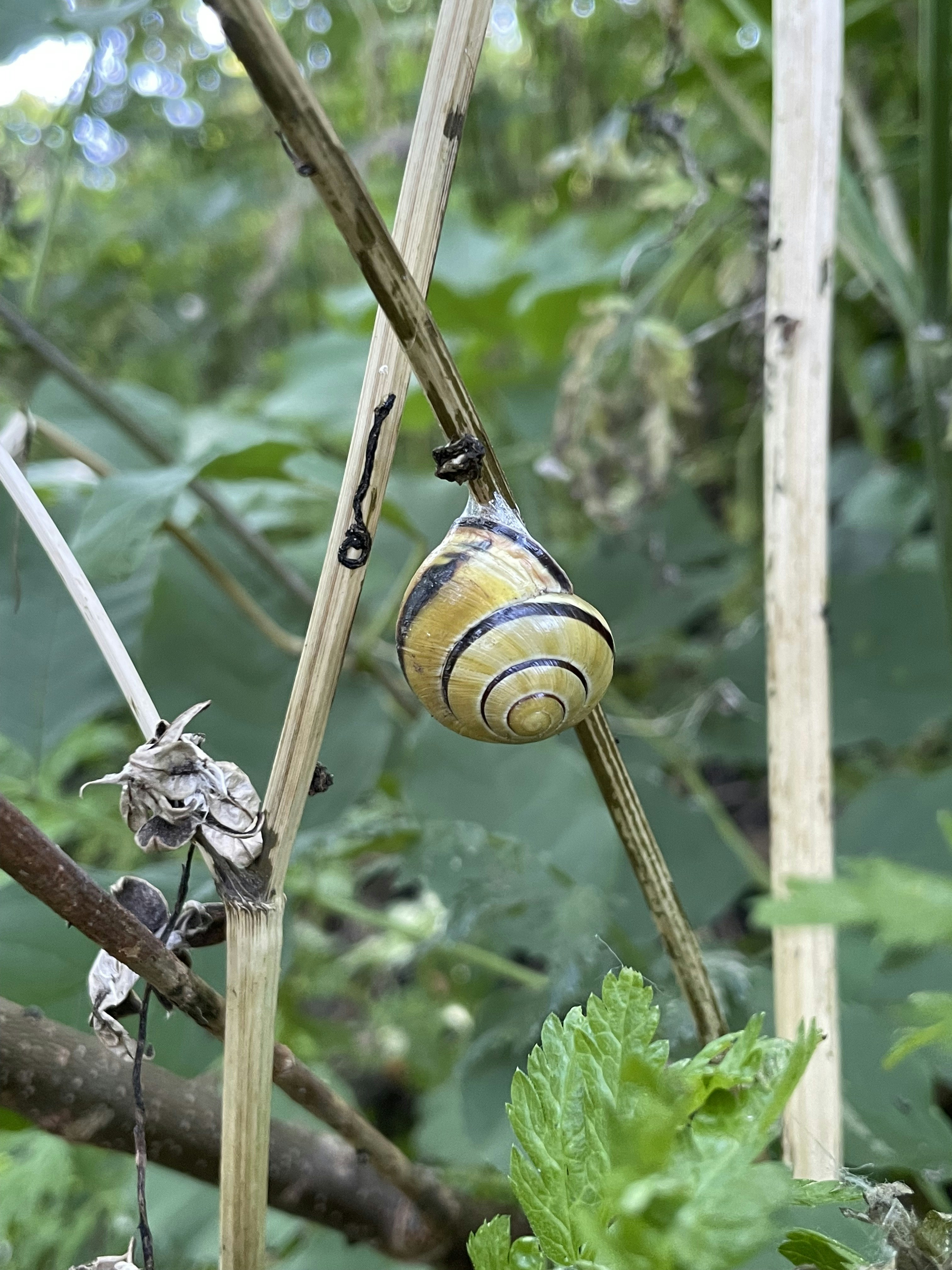 Yellow Spiral Sentinel: A garden snail clinging to a weathered reed