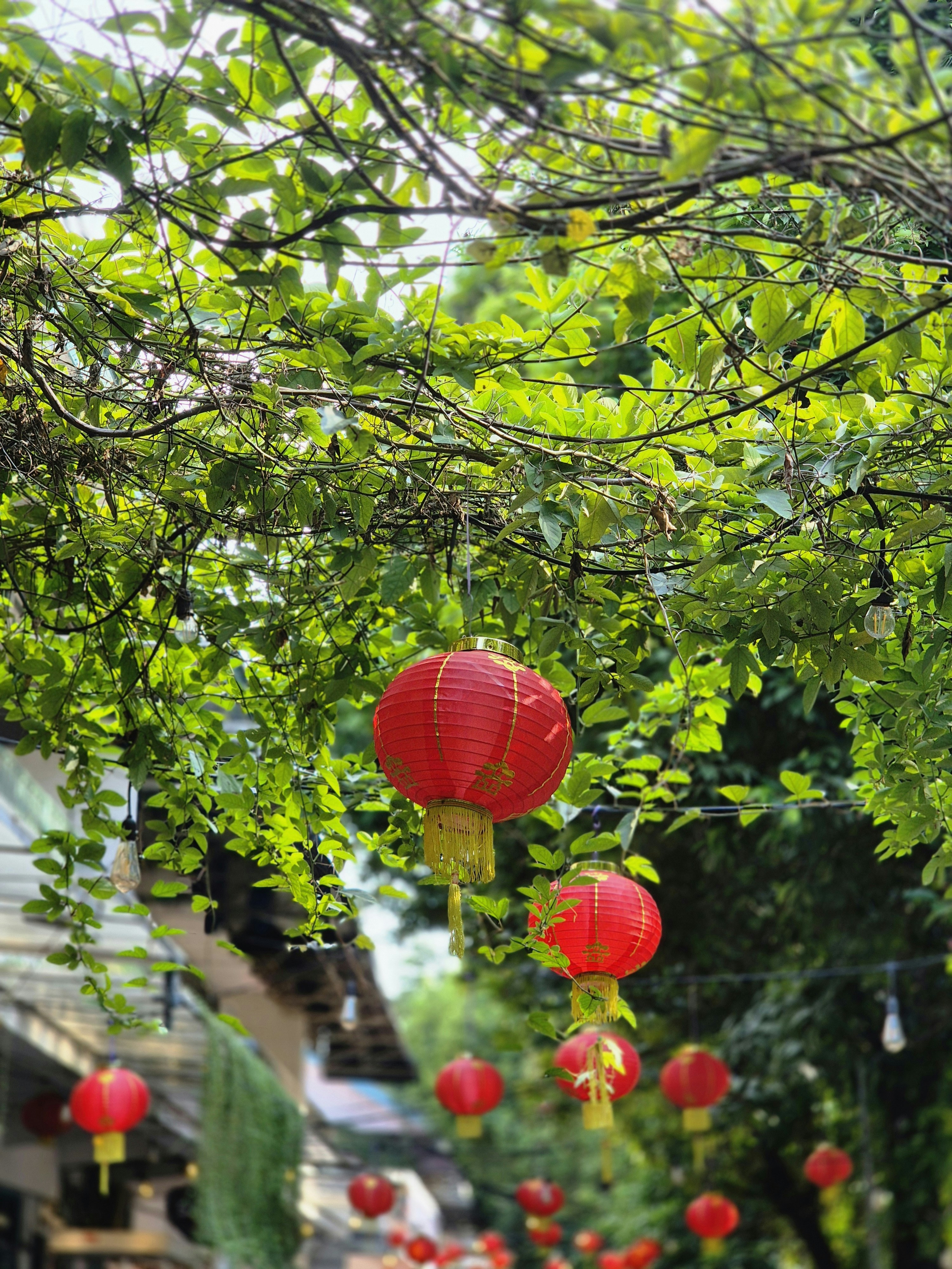 Red Chinese lanterns hang from a lush green canopy above a festive street; a shallow depth of field keeps the foreground lanterns sharp.
