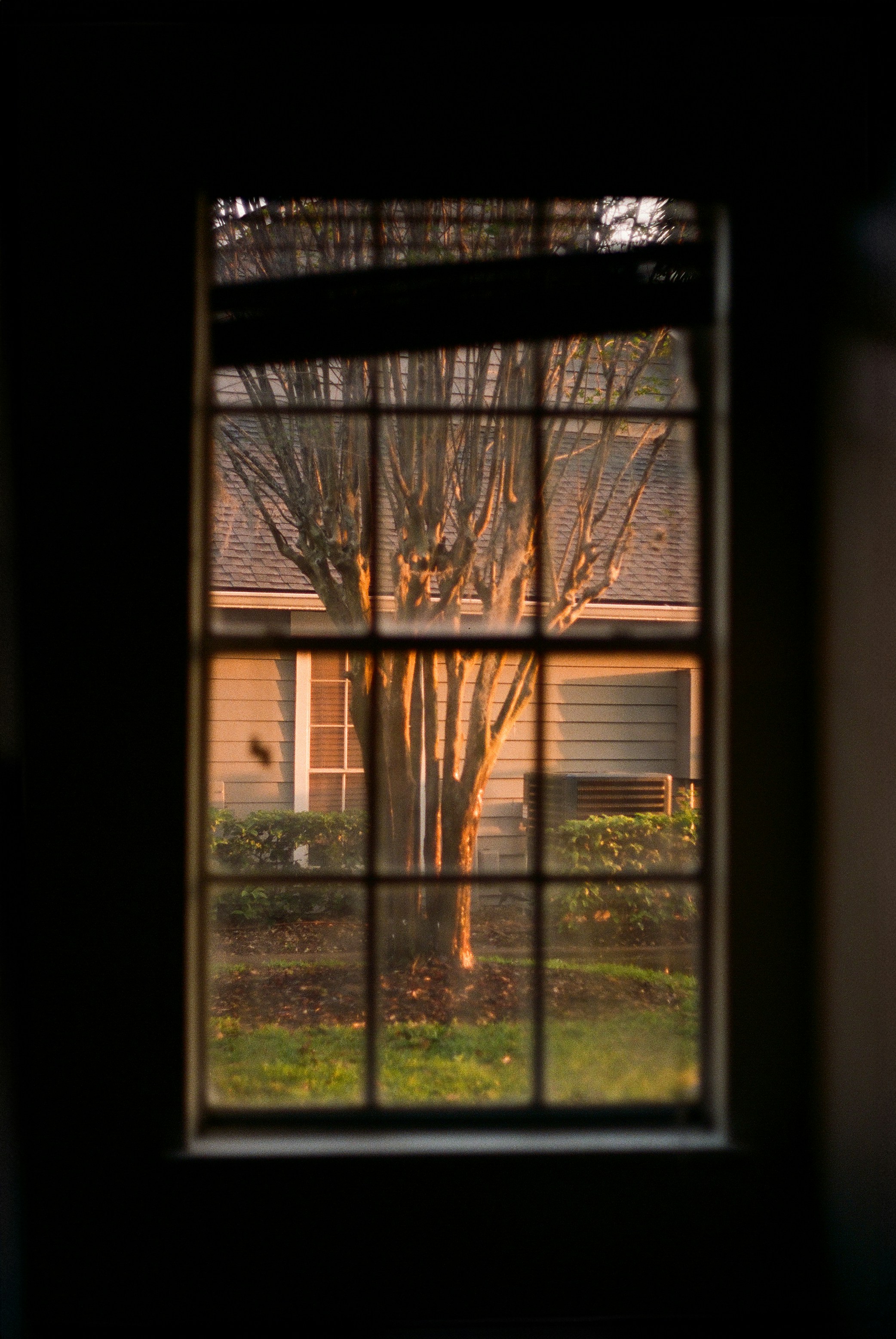 A view of a tree through a window photo – Free Analog photography Image ...