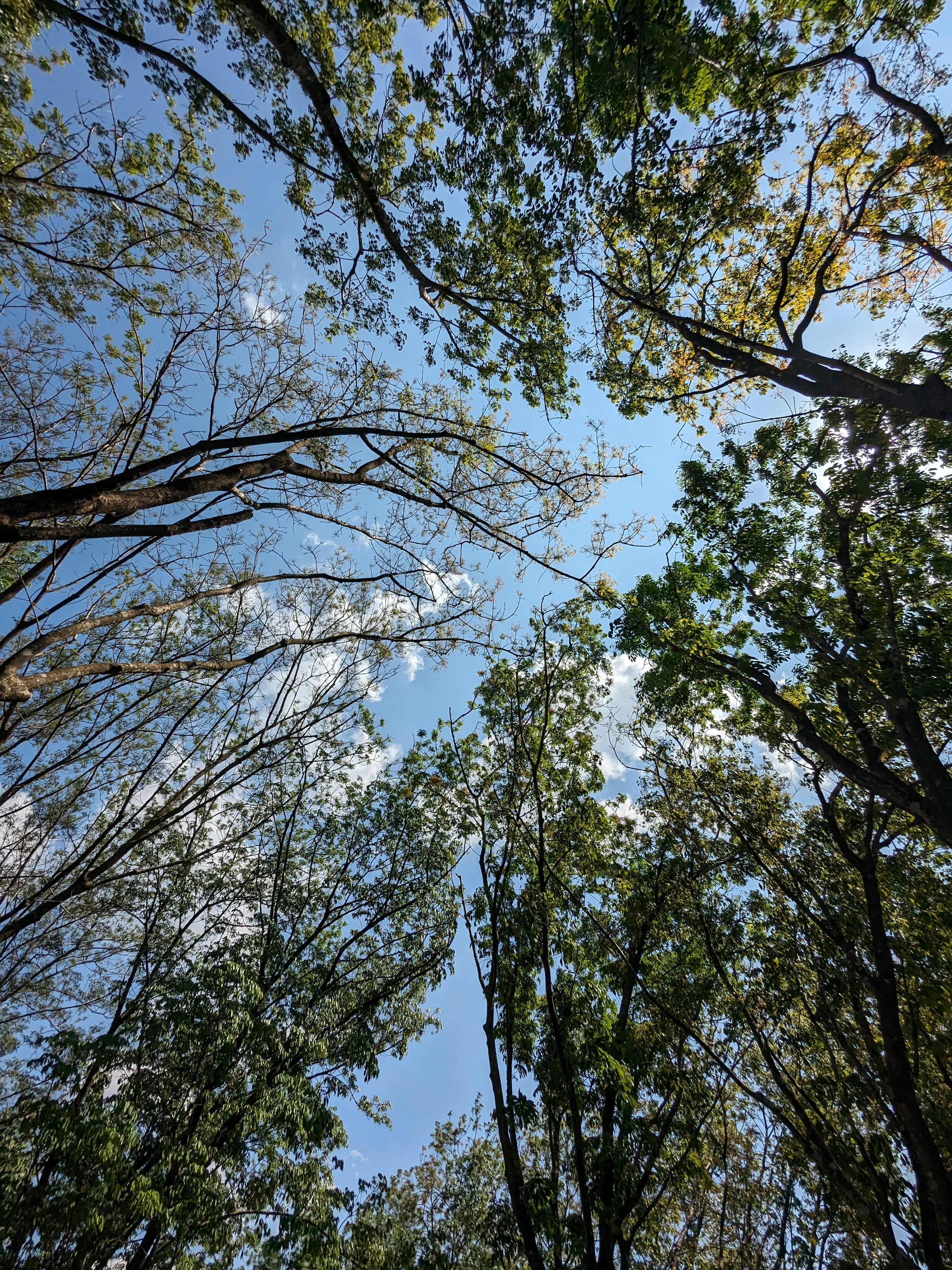 Looking up at the tops of trees in a forest photo – Free Sky Image on ...