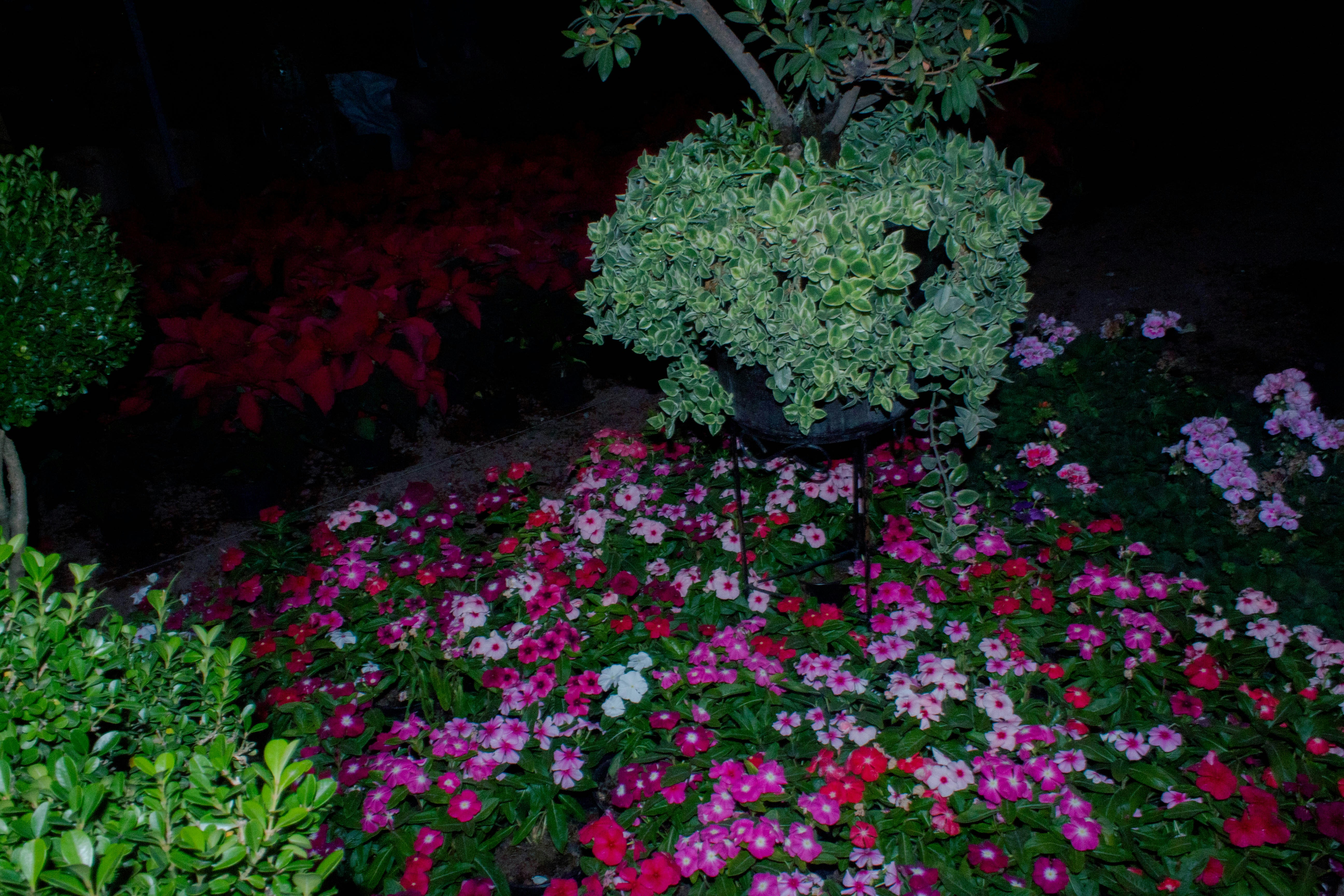 Topiary Crown Over a Floral Night Quilt