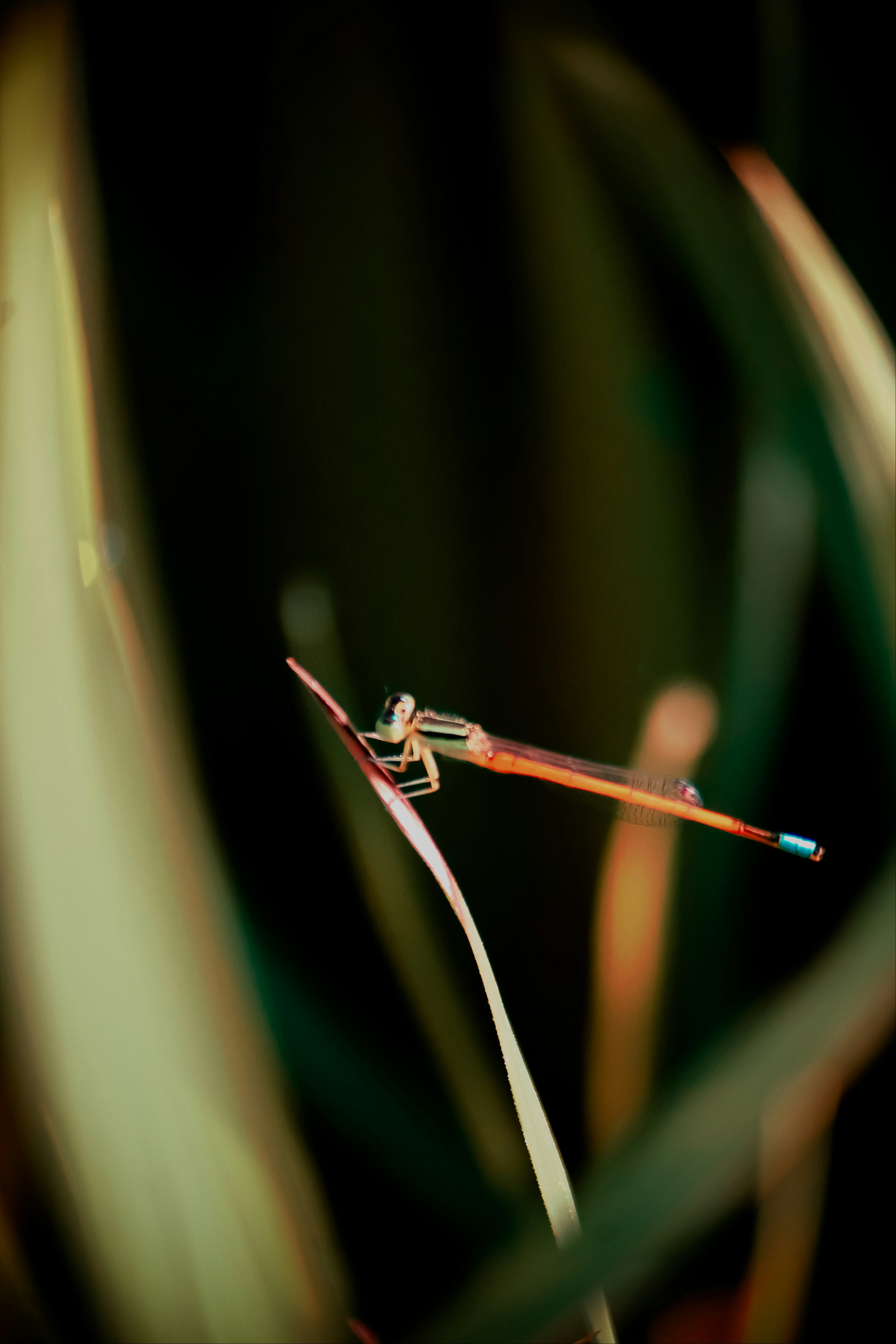 Crimson Damselfly on a Narrow Blade in Velvet Green