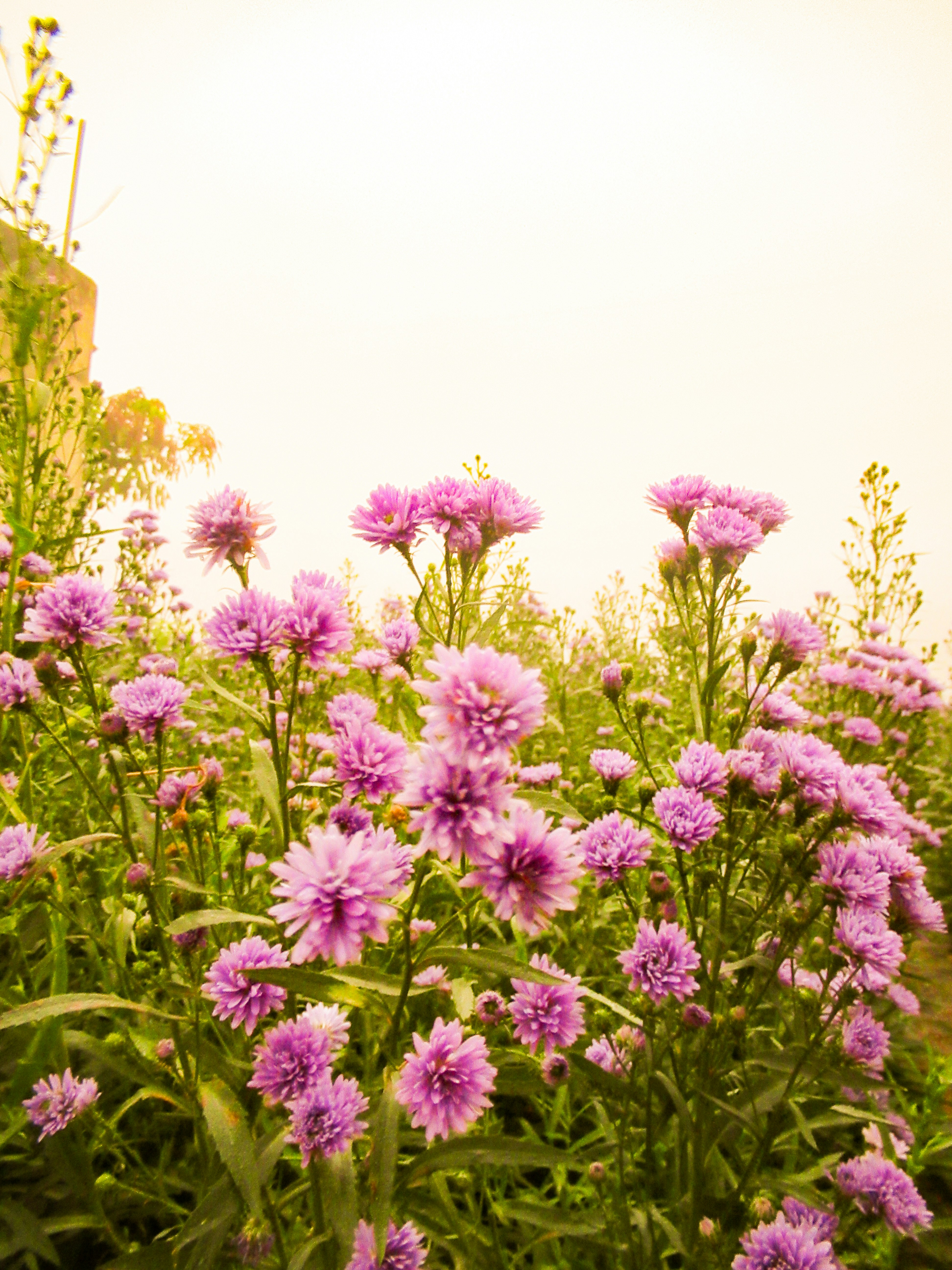 Background Flowers in a niche little farm