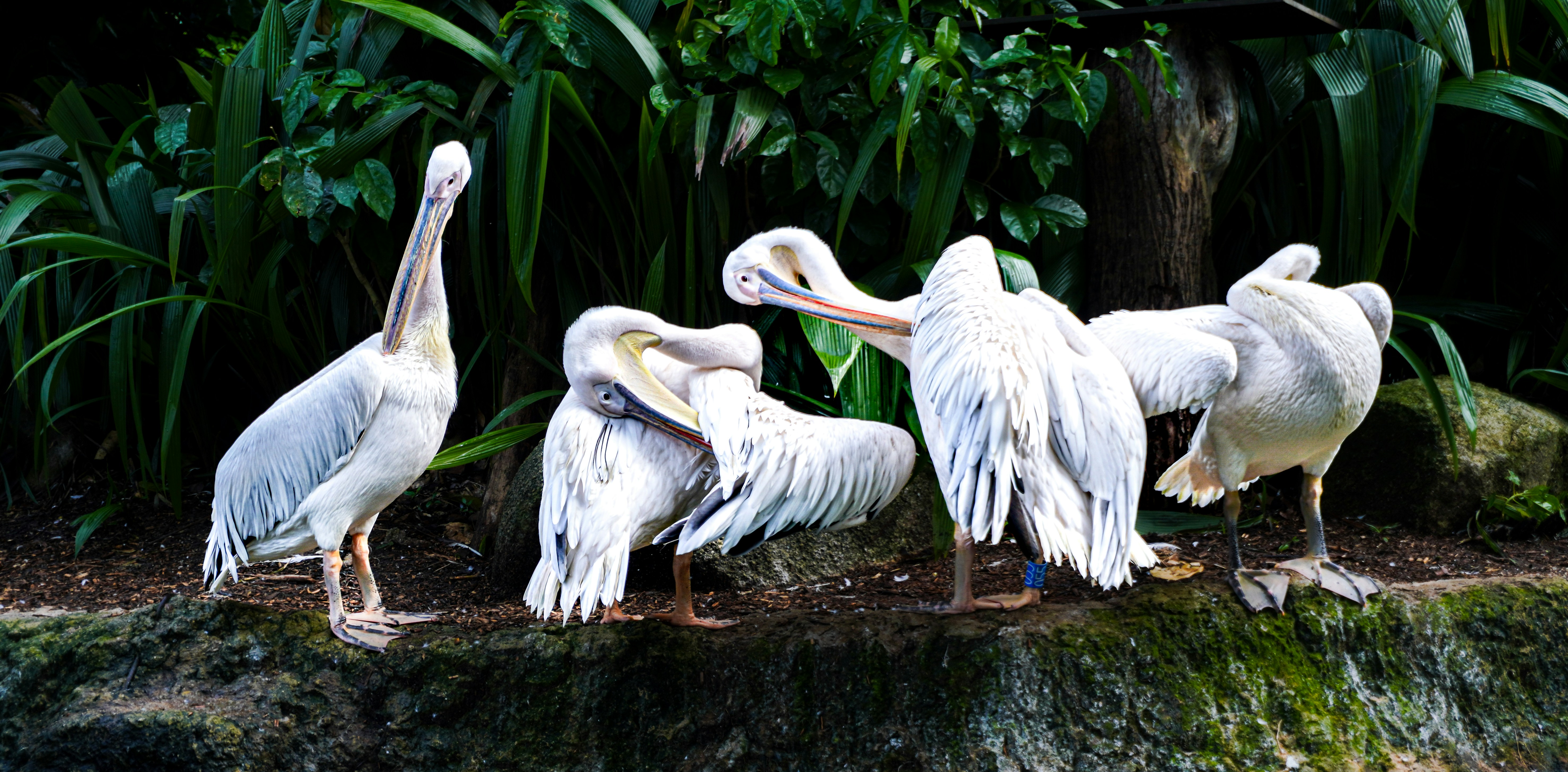 Mossy Riverside Row: Pelicans Rest Along the Edge