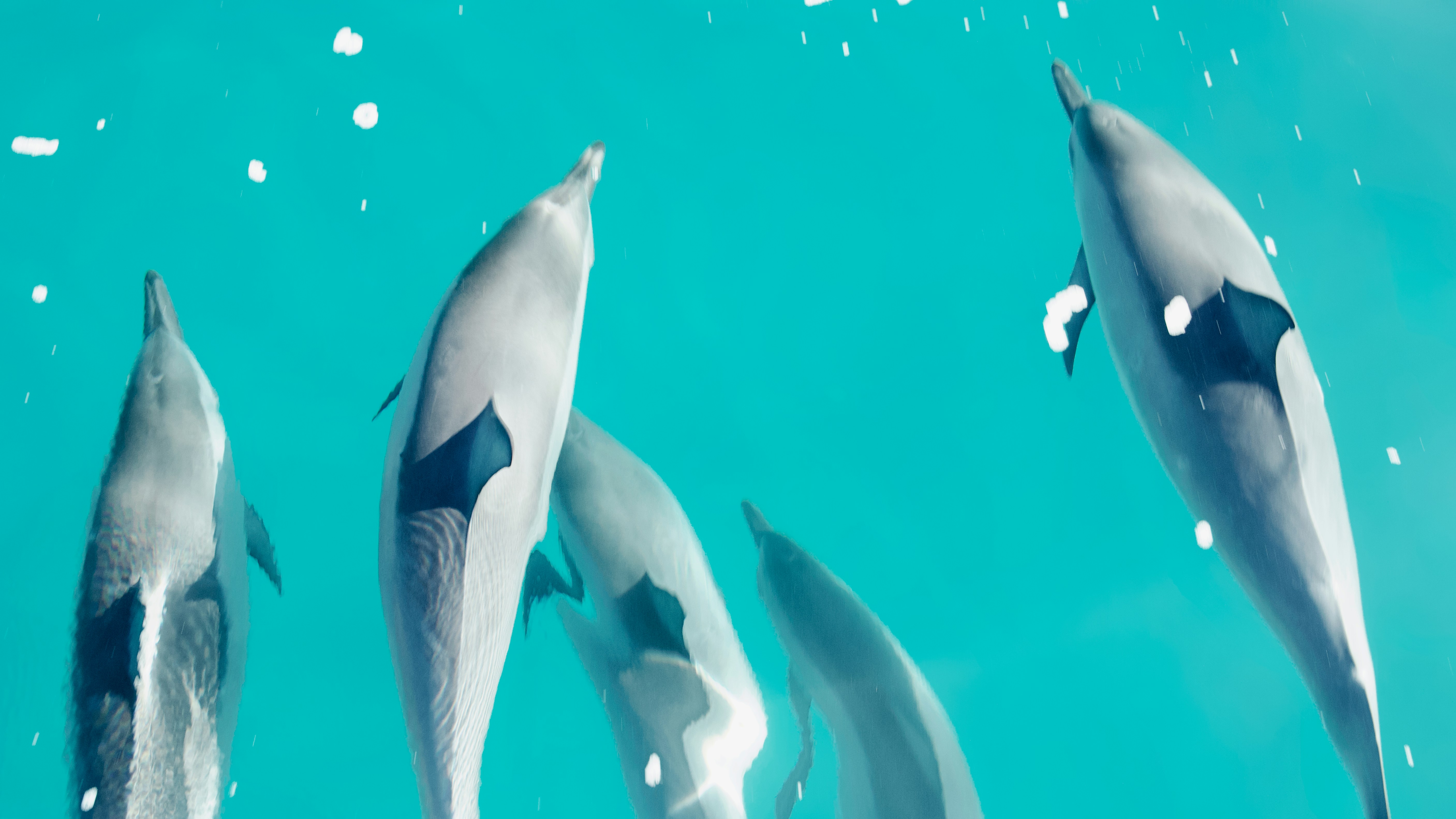 Spinner dolphins along the Napali Coast