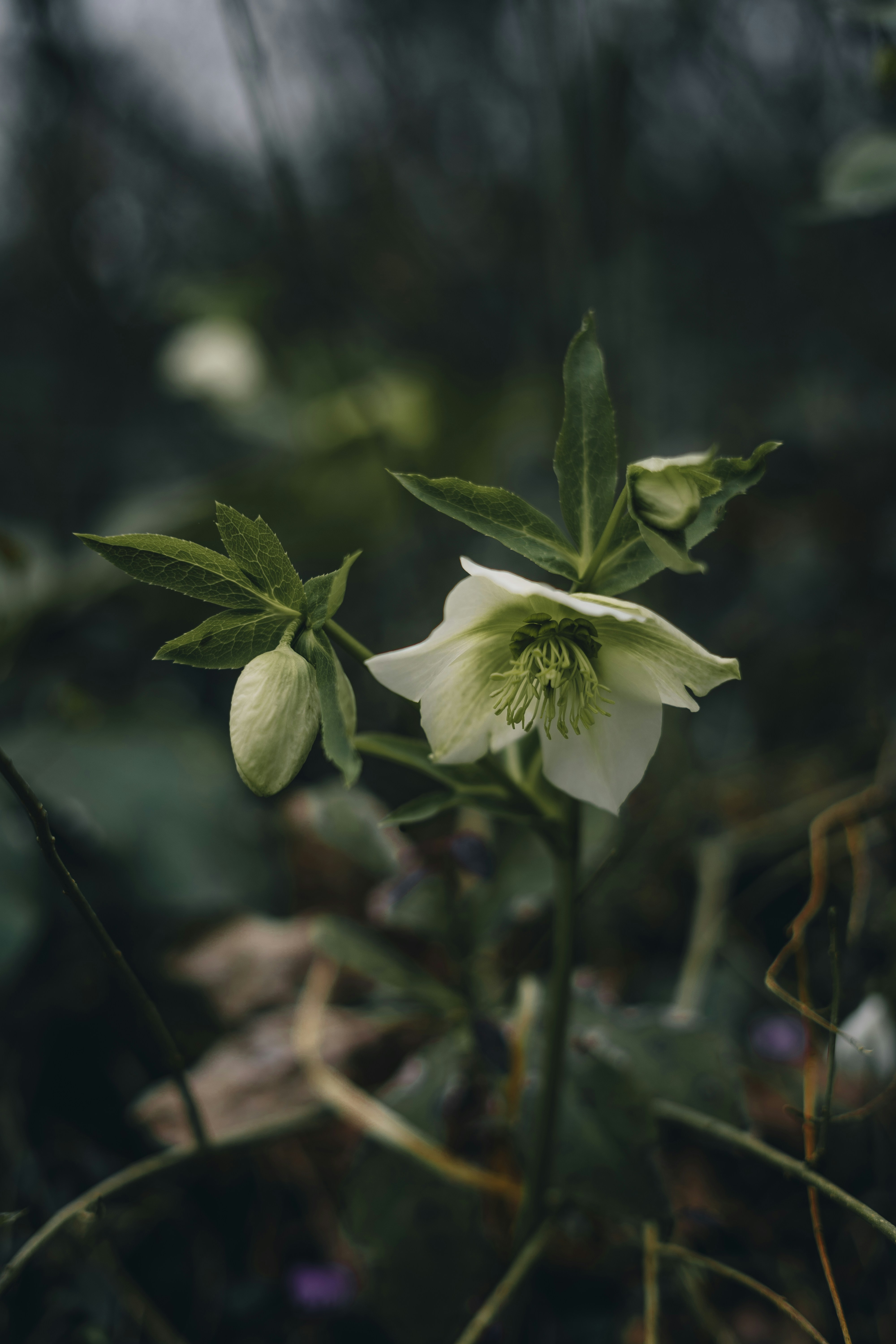 White Bloom in Quiet Focus: A Delicate Close-Up Amid Greenery