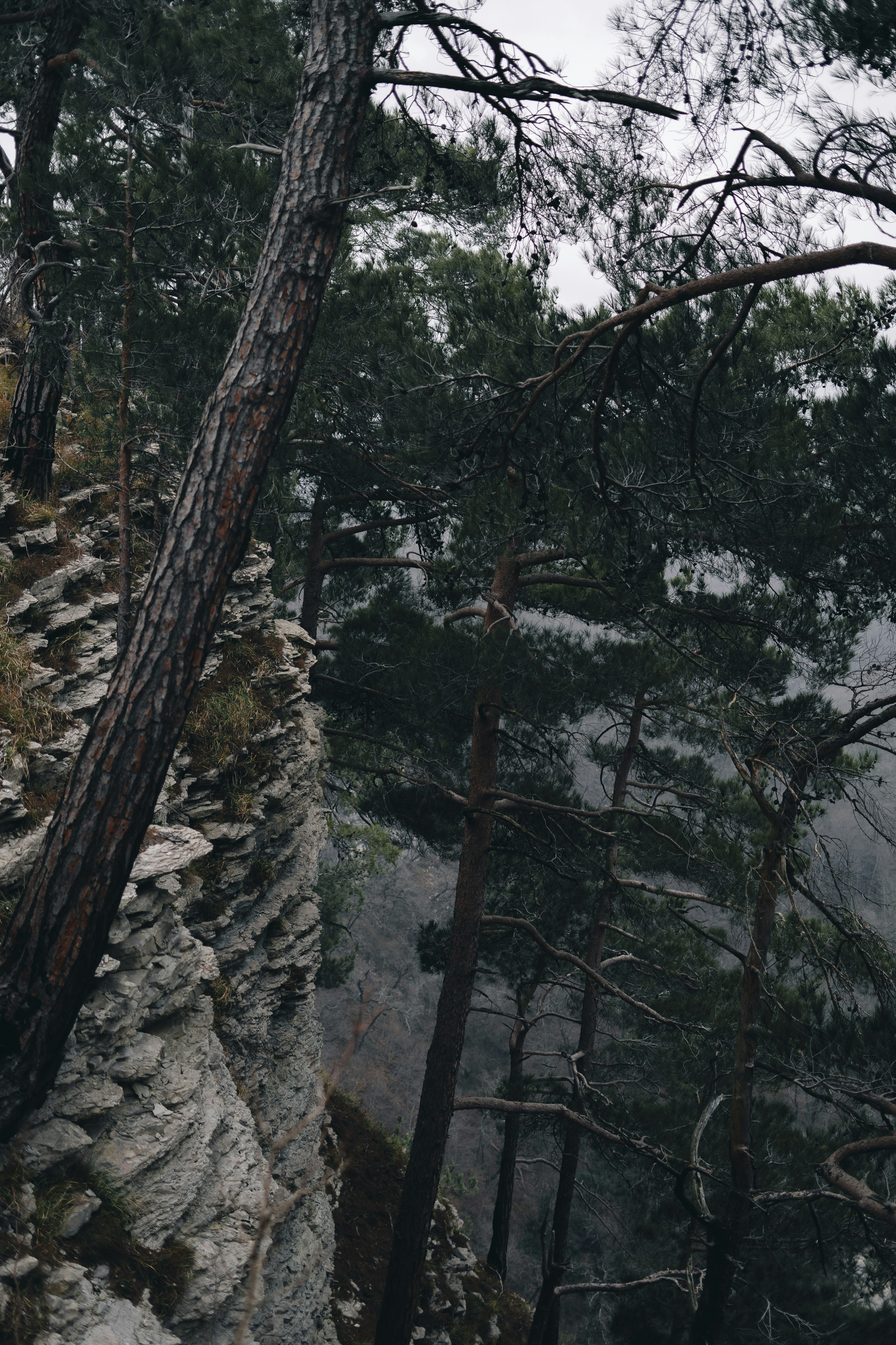 Pines on the Limestone Ridge, Veiled in Mist