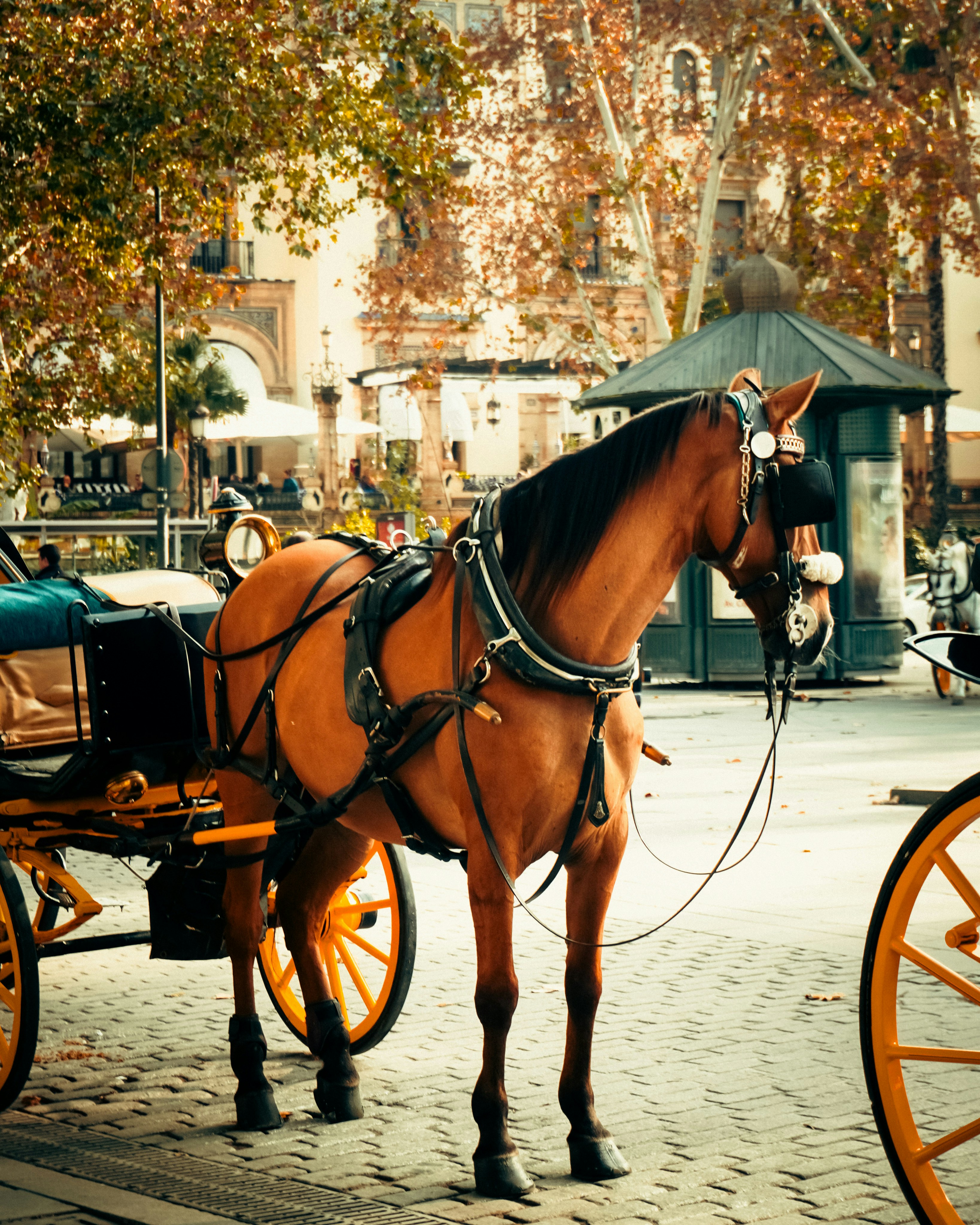 Amber Harness, Urban Pause: A City Horse in Autumn Square