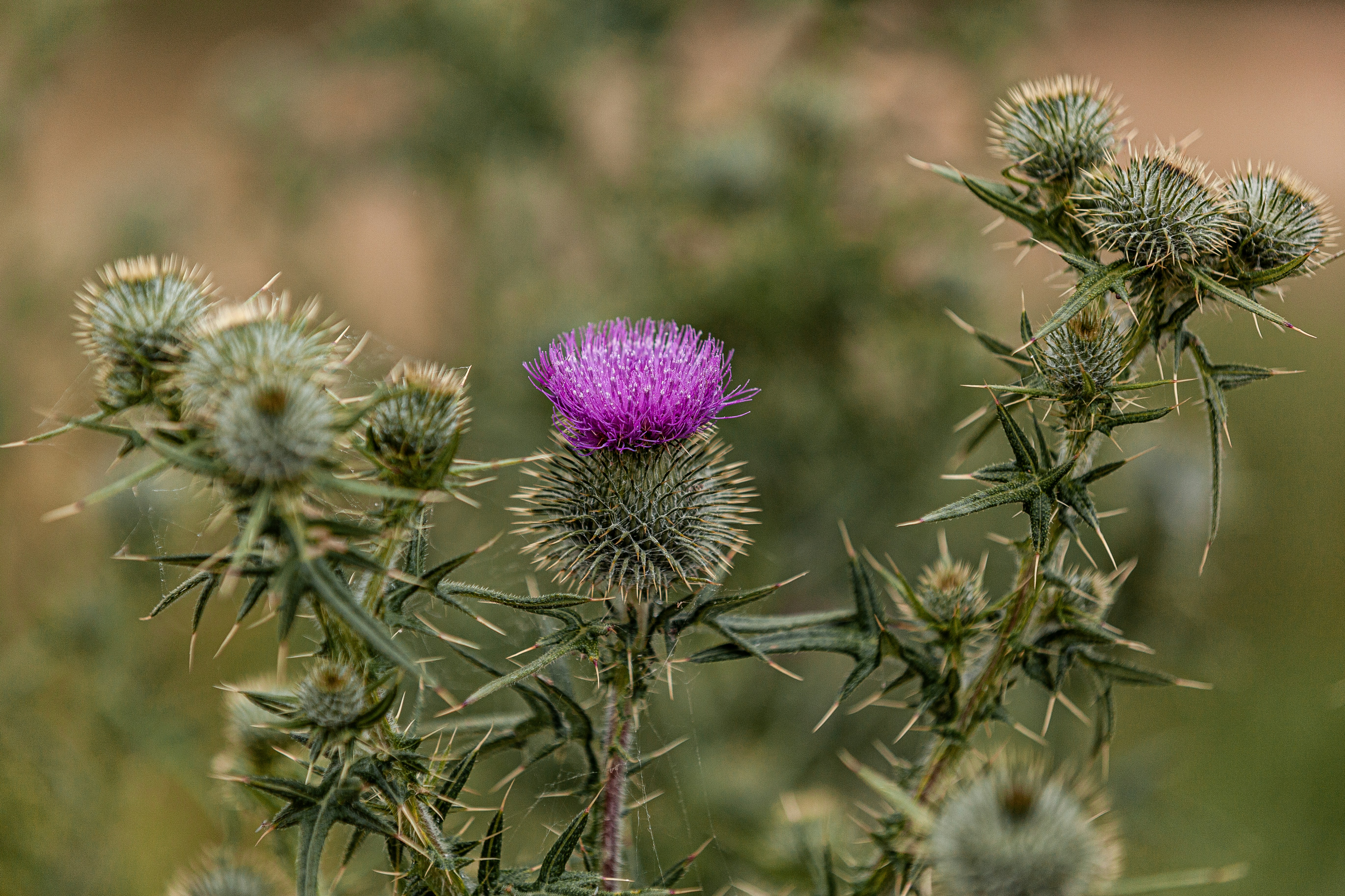 A thistle in bloom | a purple flower is growing in a field