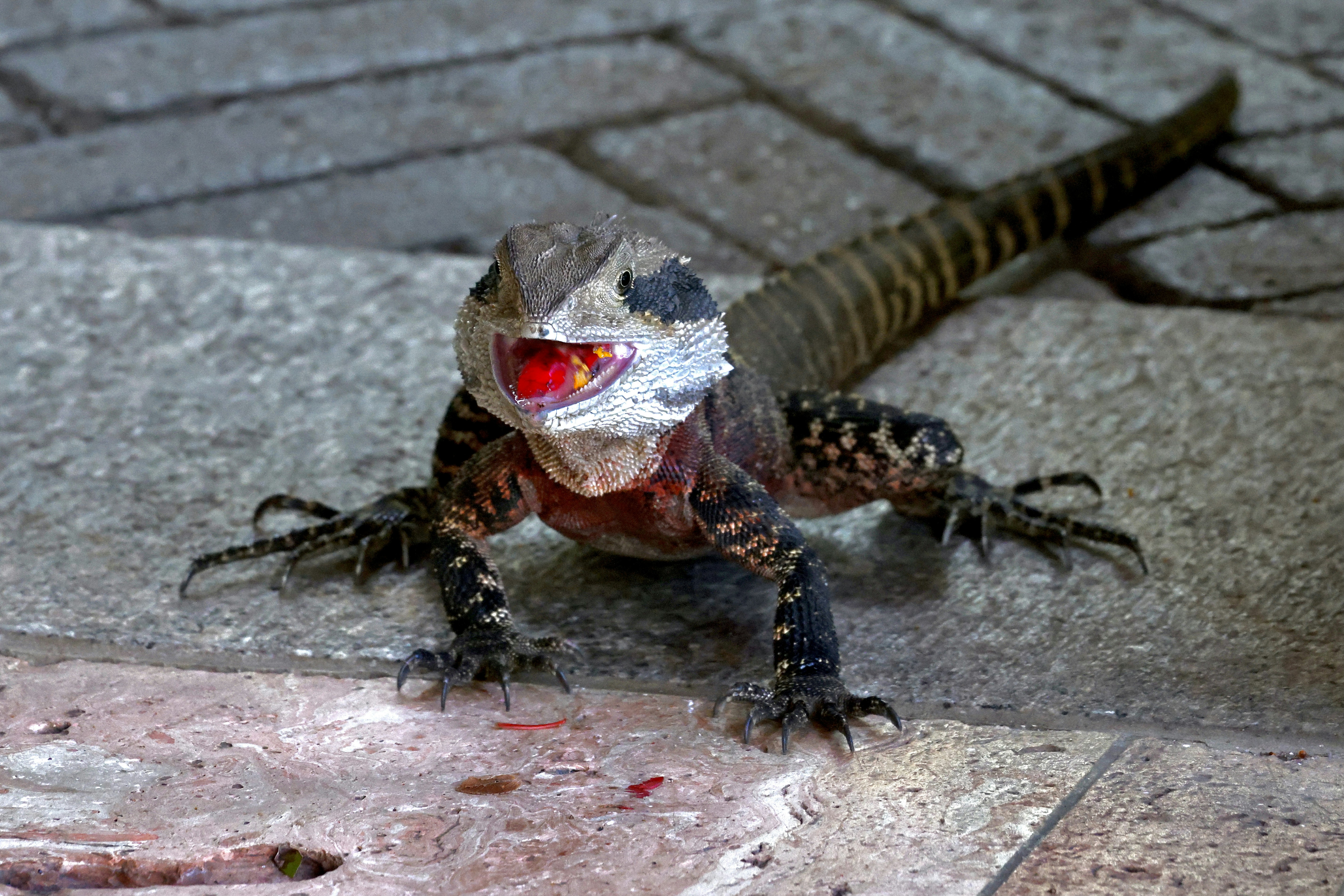 Frilled Lizard on a Tile Terrace: Open Jaws, Bold Gaze