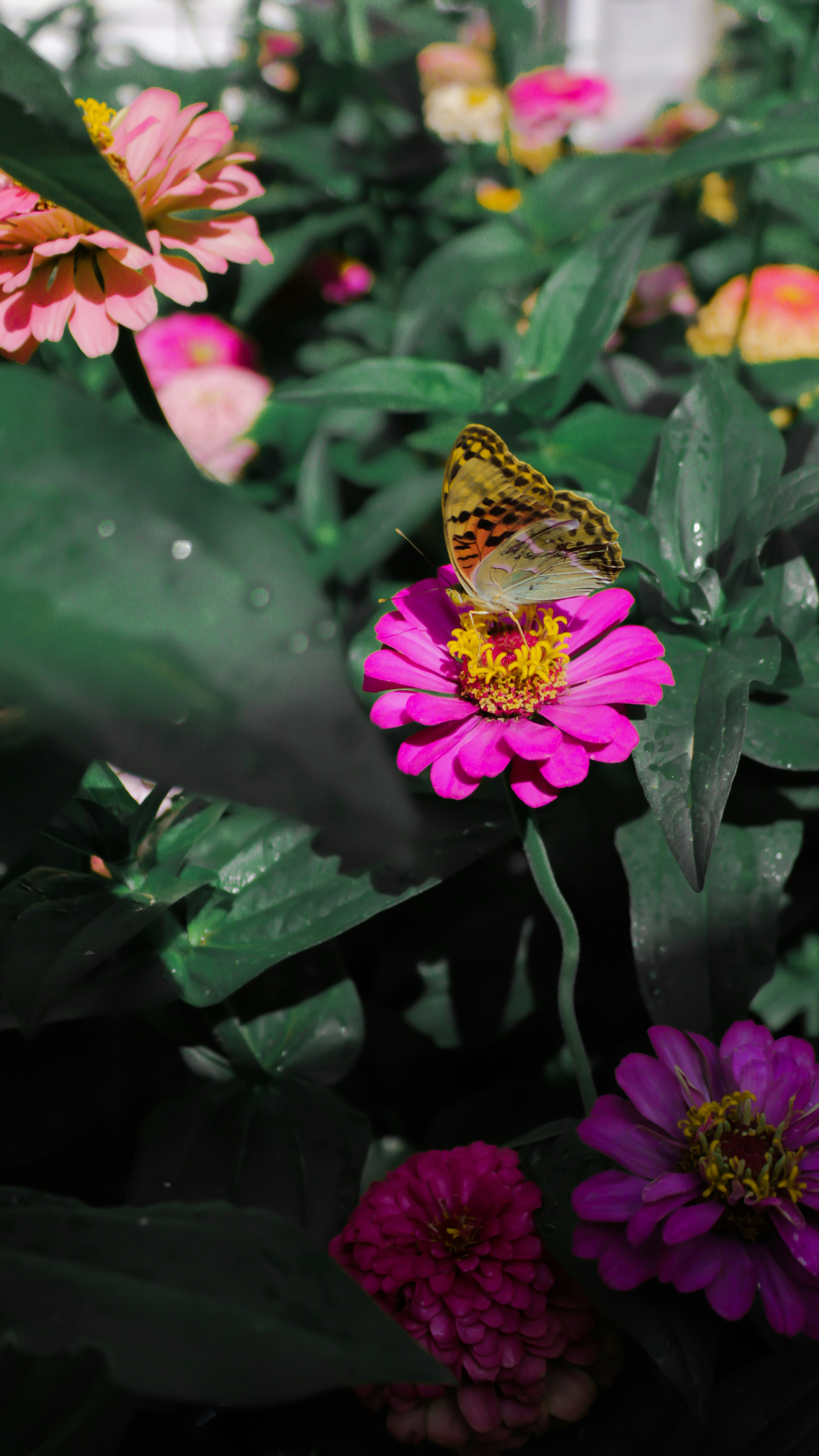Butterfly on a Neon Pink Zinnia: a jewel of color in a sunlit garden