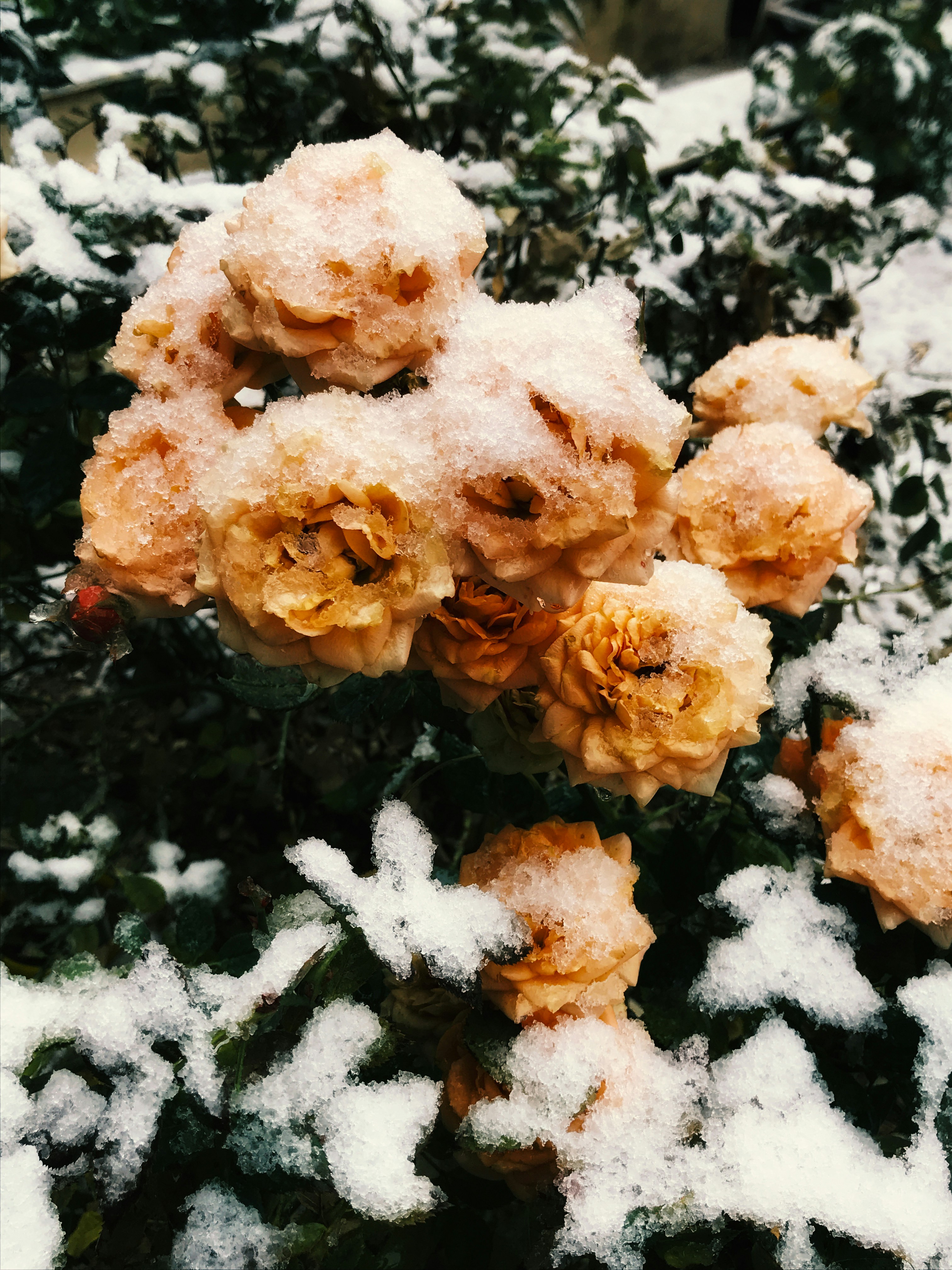 A bunch of flowers that are covered in snow photo – Free Flower Image ...