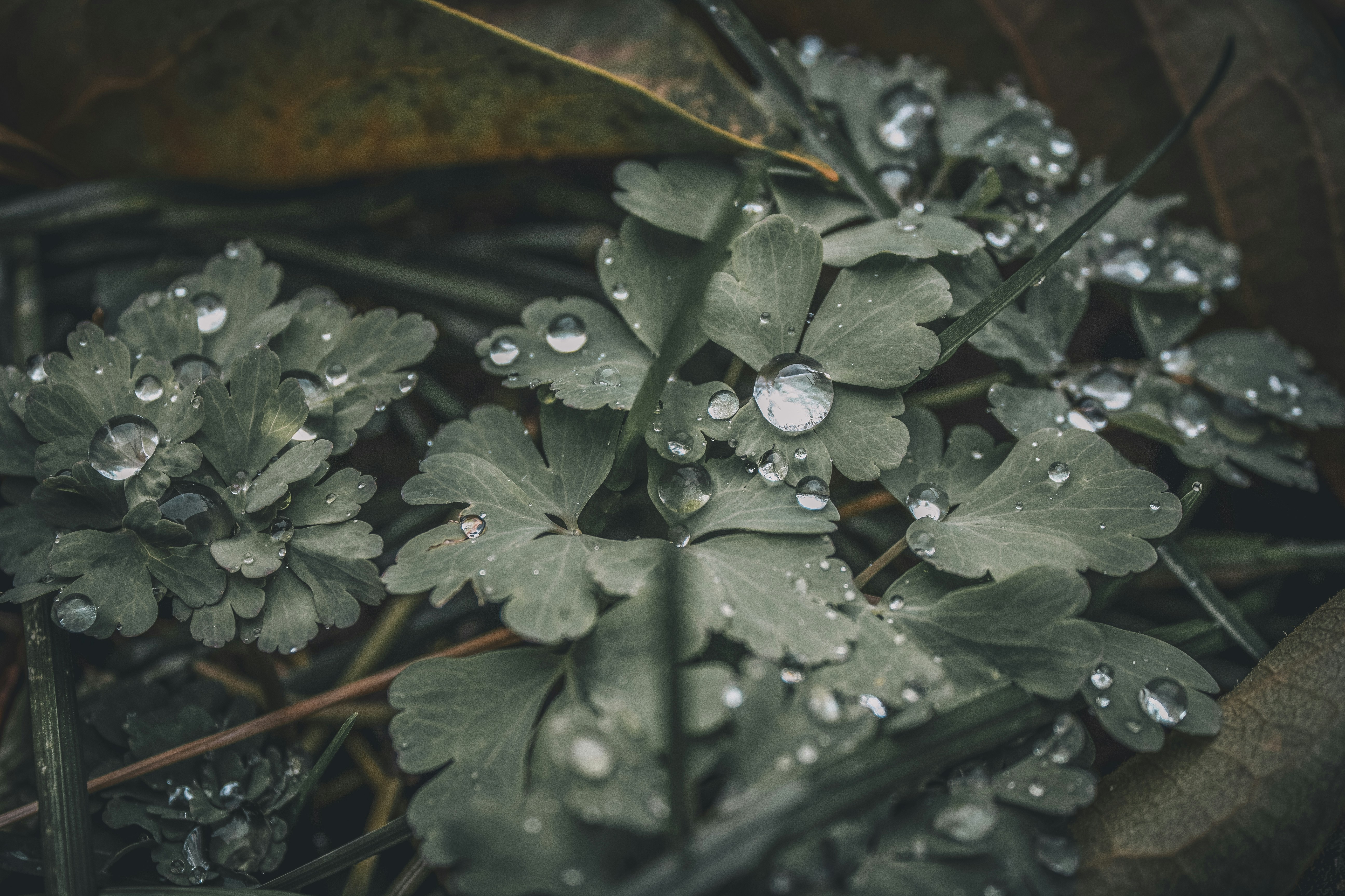 Some old-fashioned things like fresh air and sunshine are hard to beat – Laura Ingalls Wilder