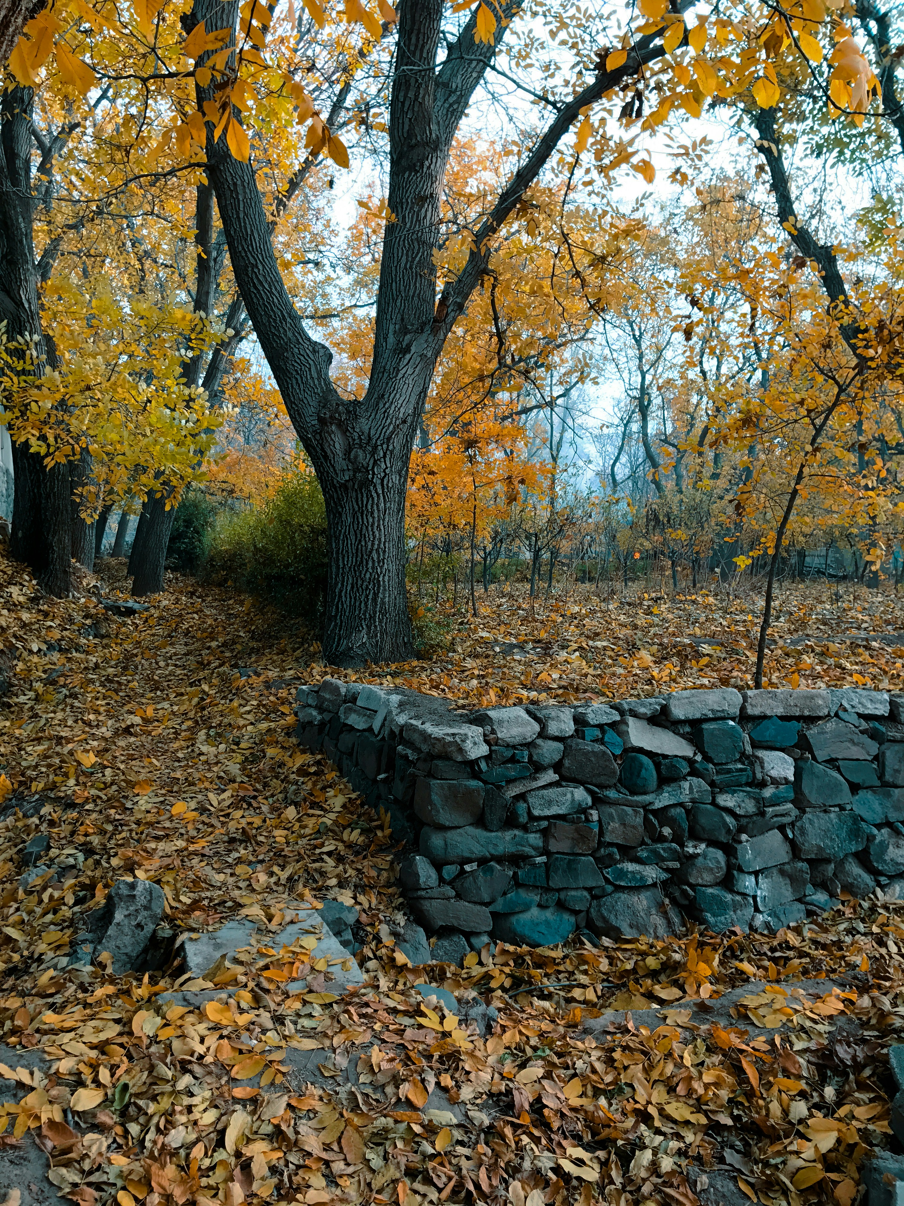 Sunlit autumn grove with a stone wall in the foreground and a leaf-strewn path curling into the distance.