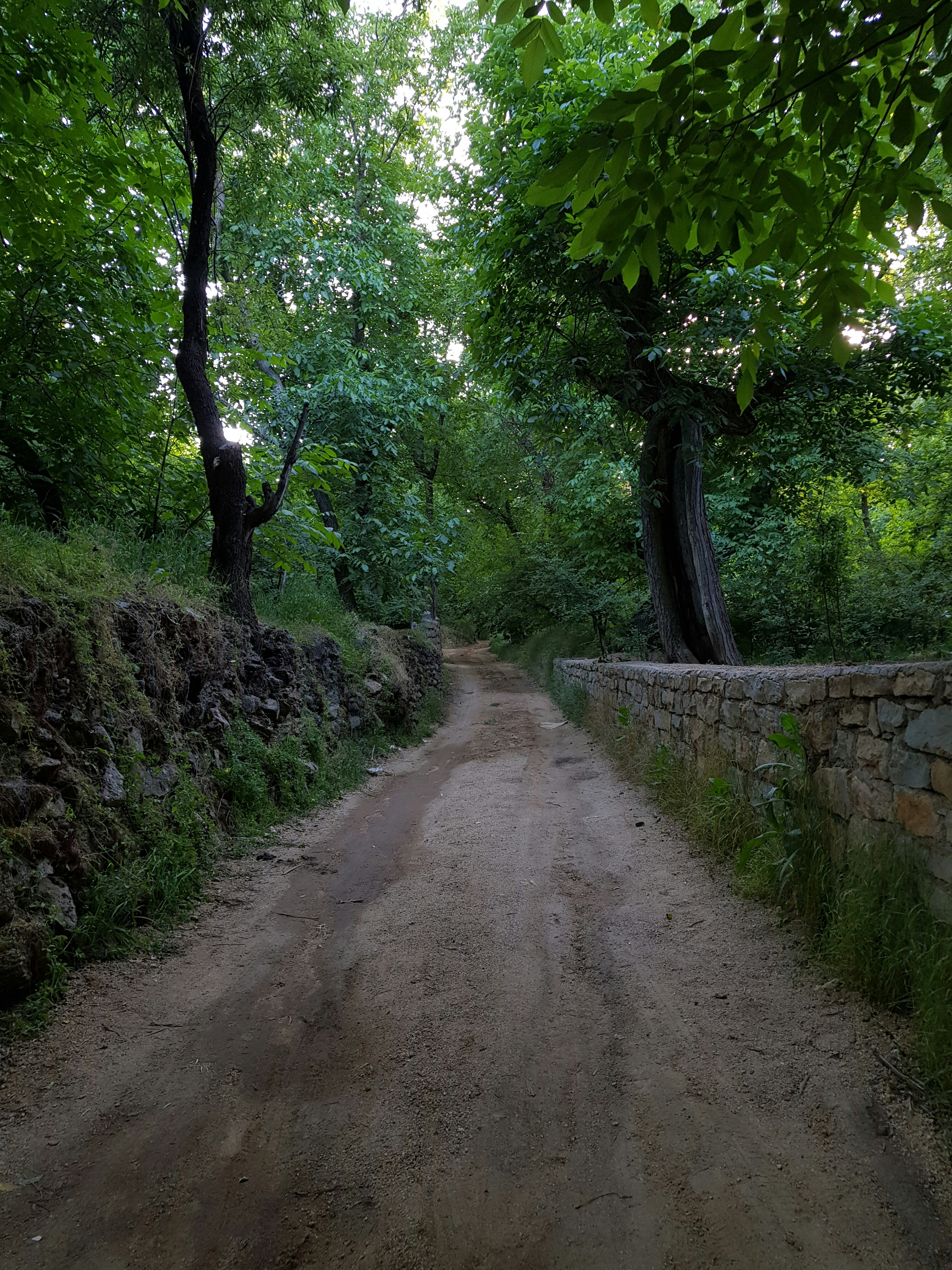 Dappled Canopy Road: A Narrow Dirt Path Between Stone Walls