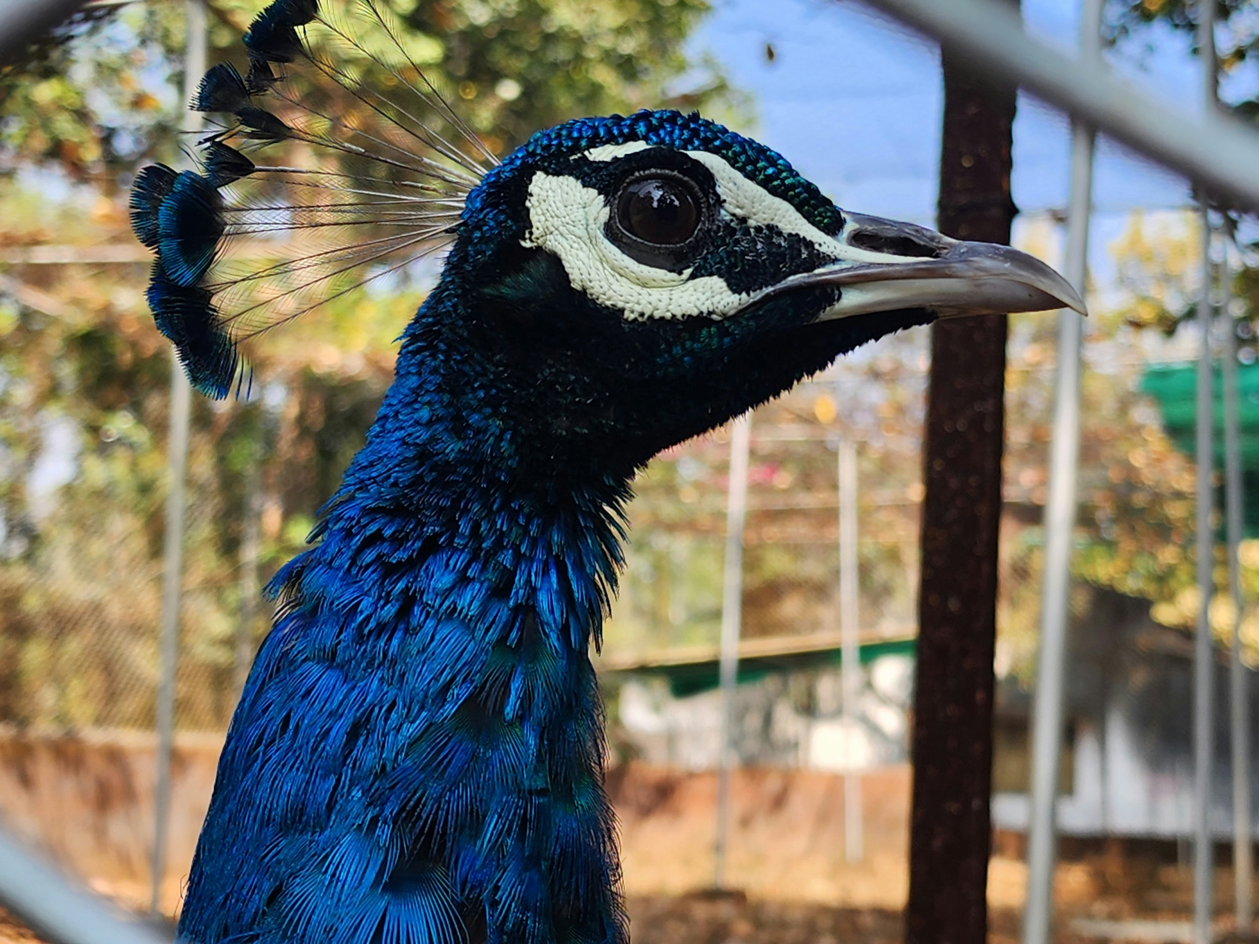Vivid Peacock in Focus: Iridescent Plumage and Expressive Eye Detail