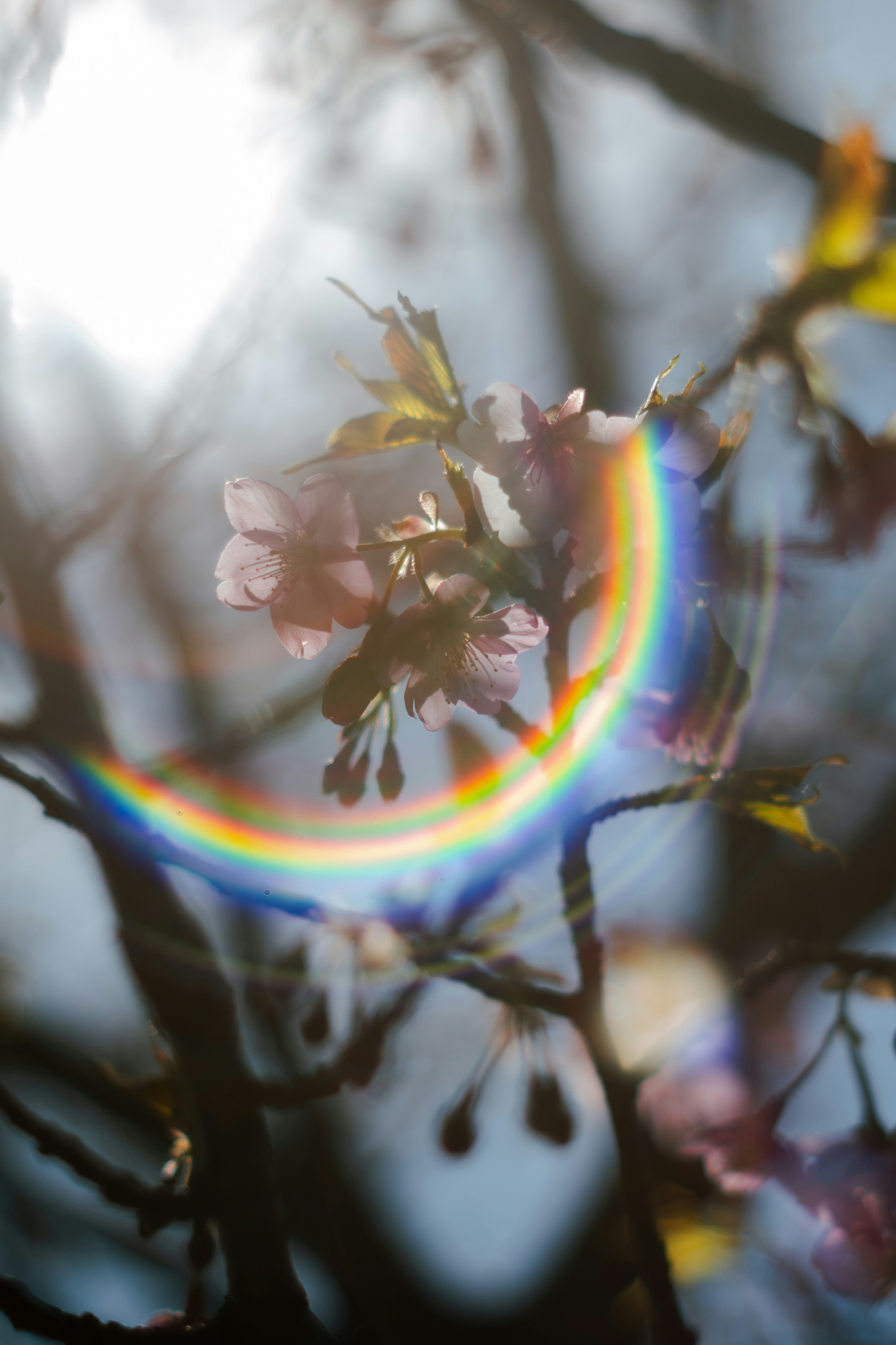 Prismatic Bloom: Cherry Blossoms Under a Sunlit Rainbow Ring