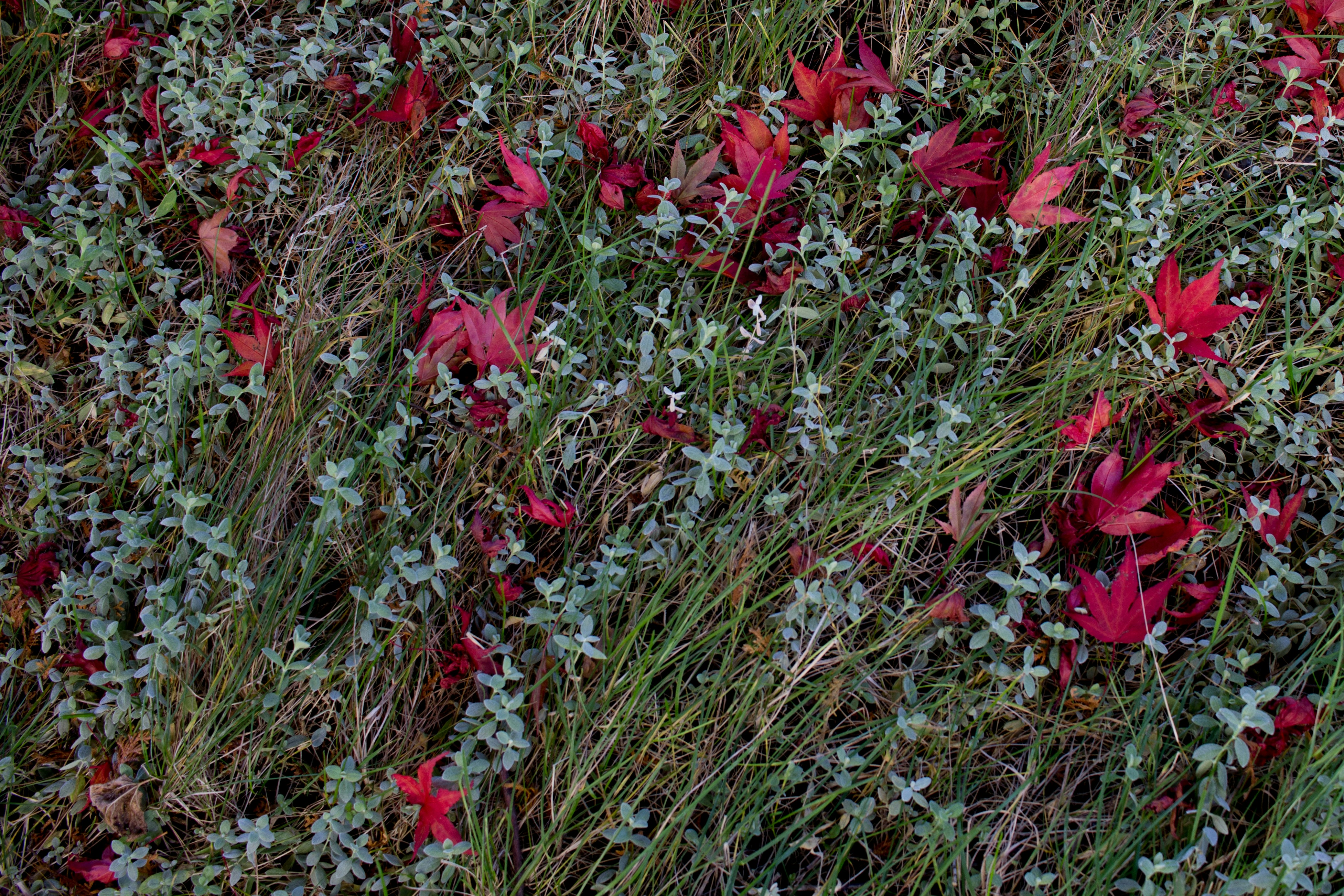 Crimson Leaves Among Sage: A Quiet Groundscape