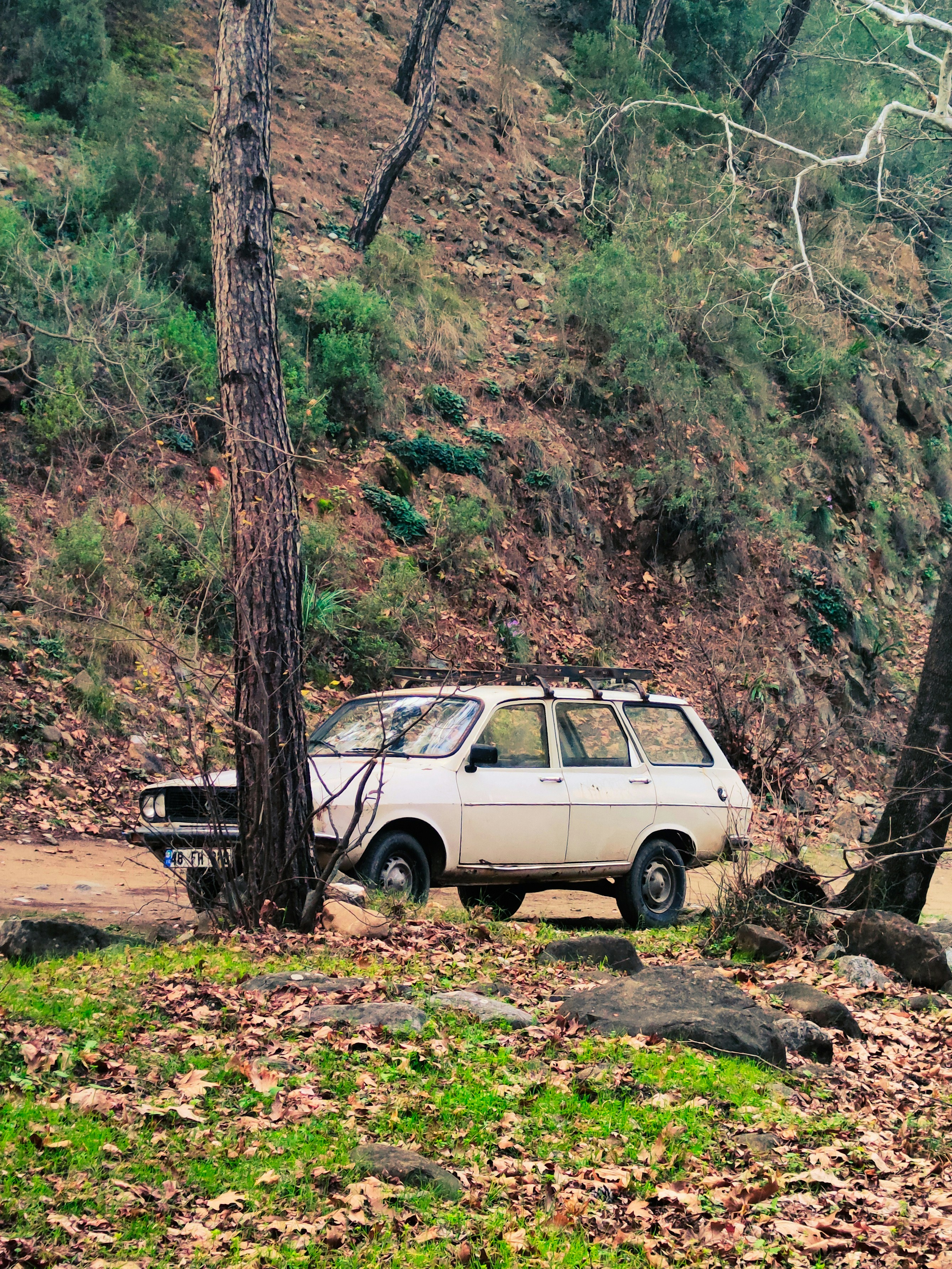 Pine Trail Respite: A Vintage White SUV Amid Forest Shadows