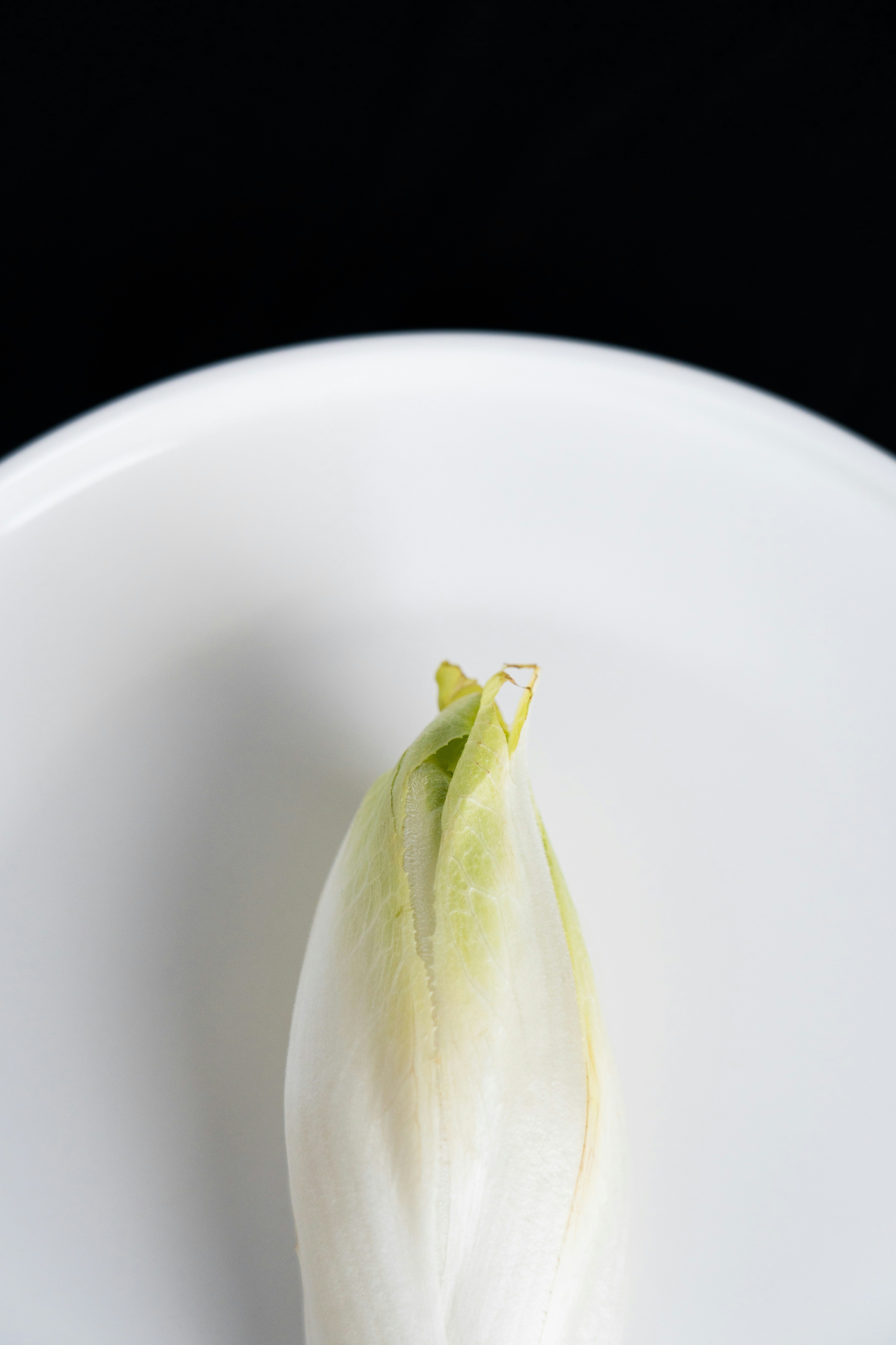 A close-up of a fresh endive resting in a white bowl against a dark background, highlighting its delicate leaves and crisp texture.
