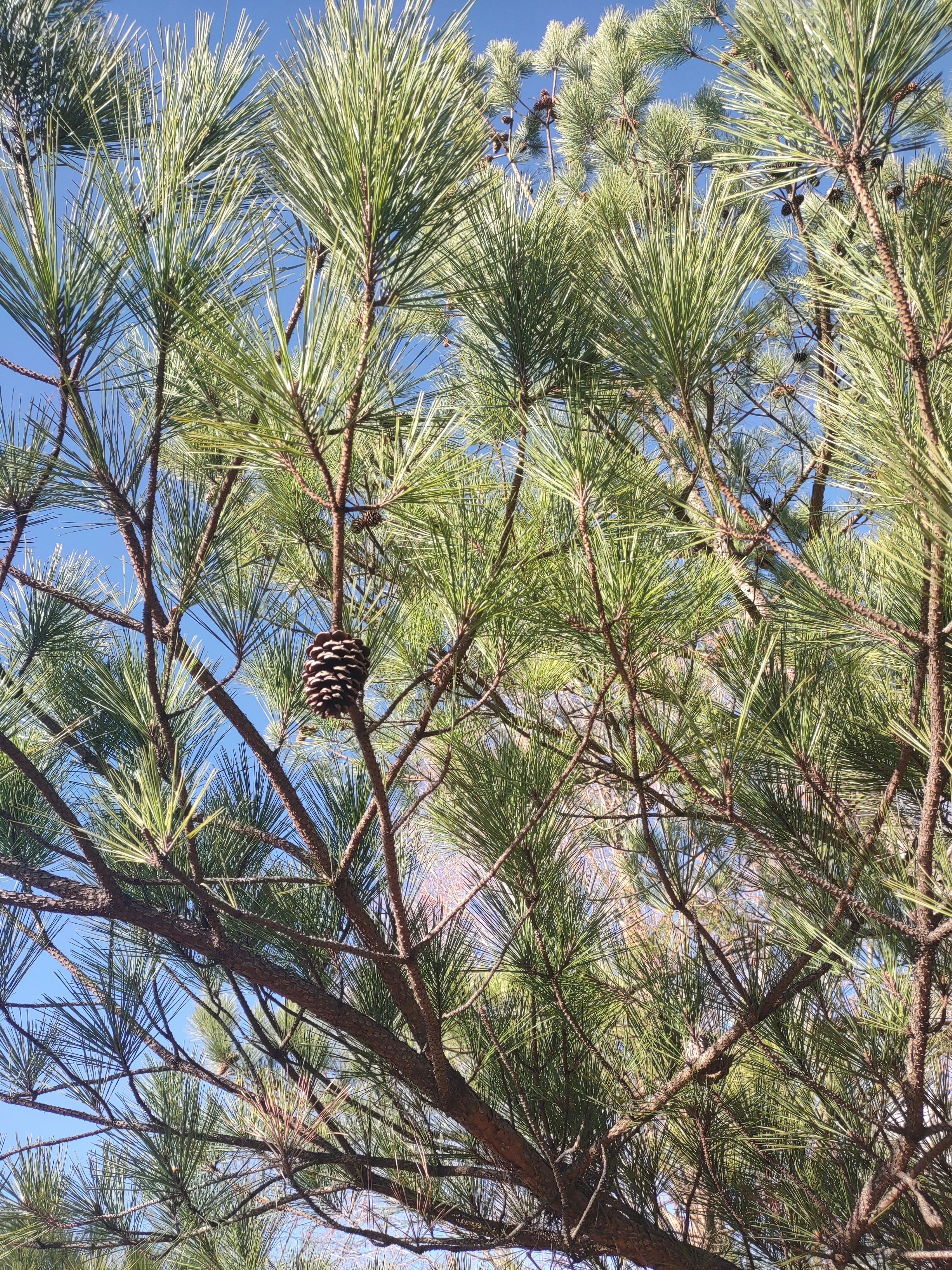 Close-up of pine needles with a lone pine cone hanging among branches against a bright blue sky. Natural daylight highlights texture and color in the woodland canopy.