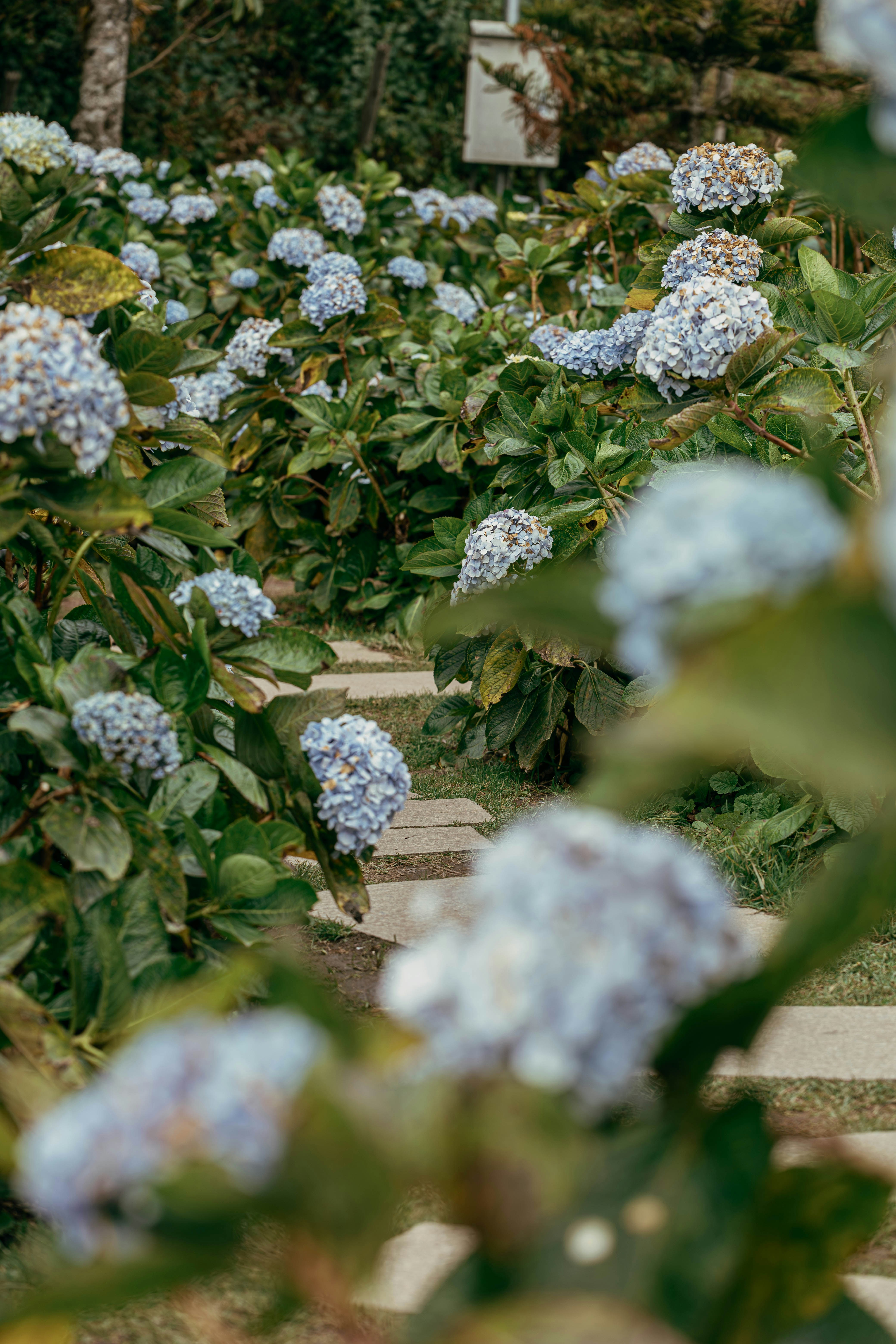 Garden path lined with blooming blue hydrangeas in lush greenery.