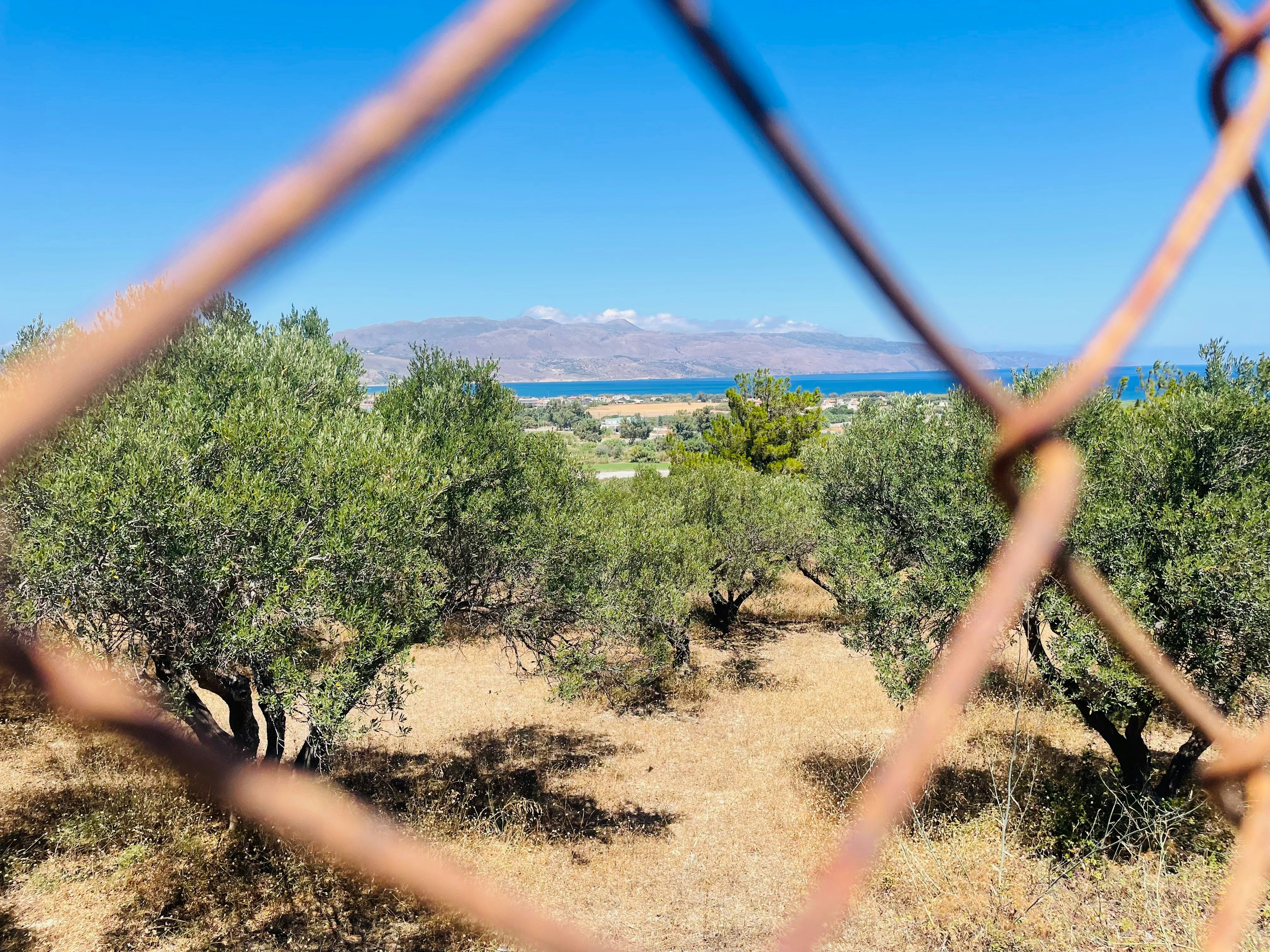 Sea-Glint Beyond Olive Trees Framed by a Rusted Fence