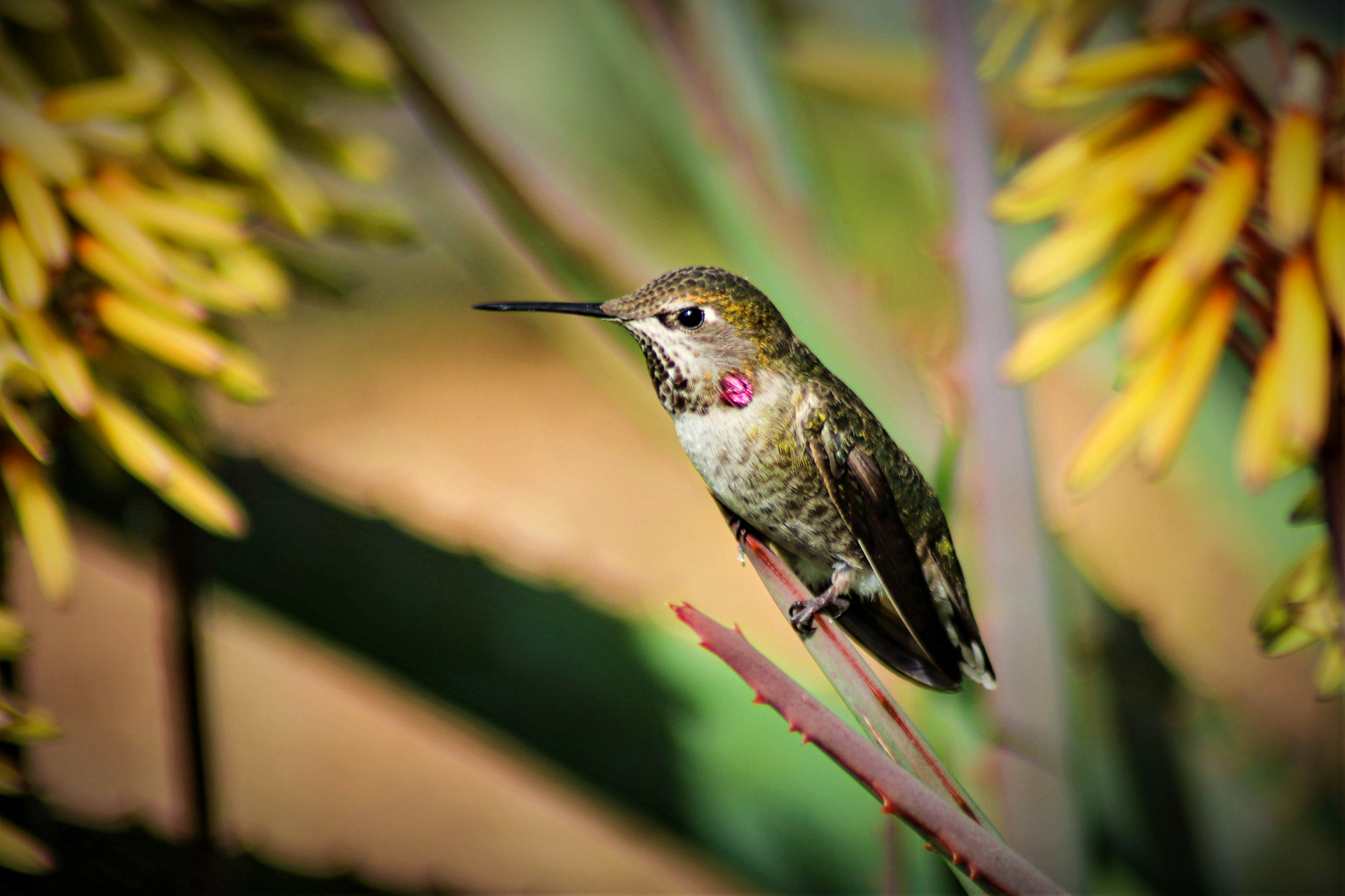 A hummingbird perched on top of a tree branch photo – Free Hummingbird ...