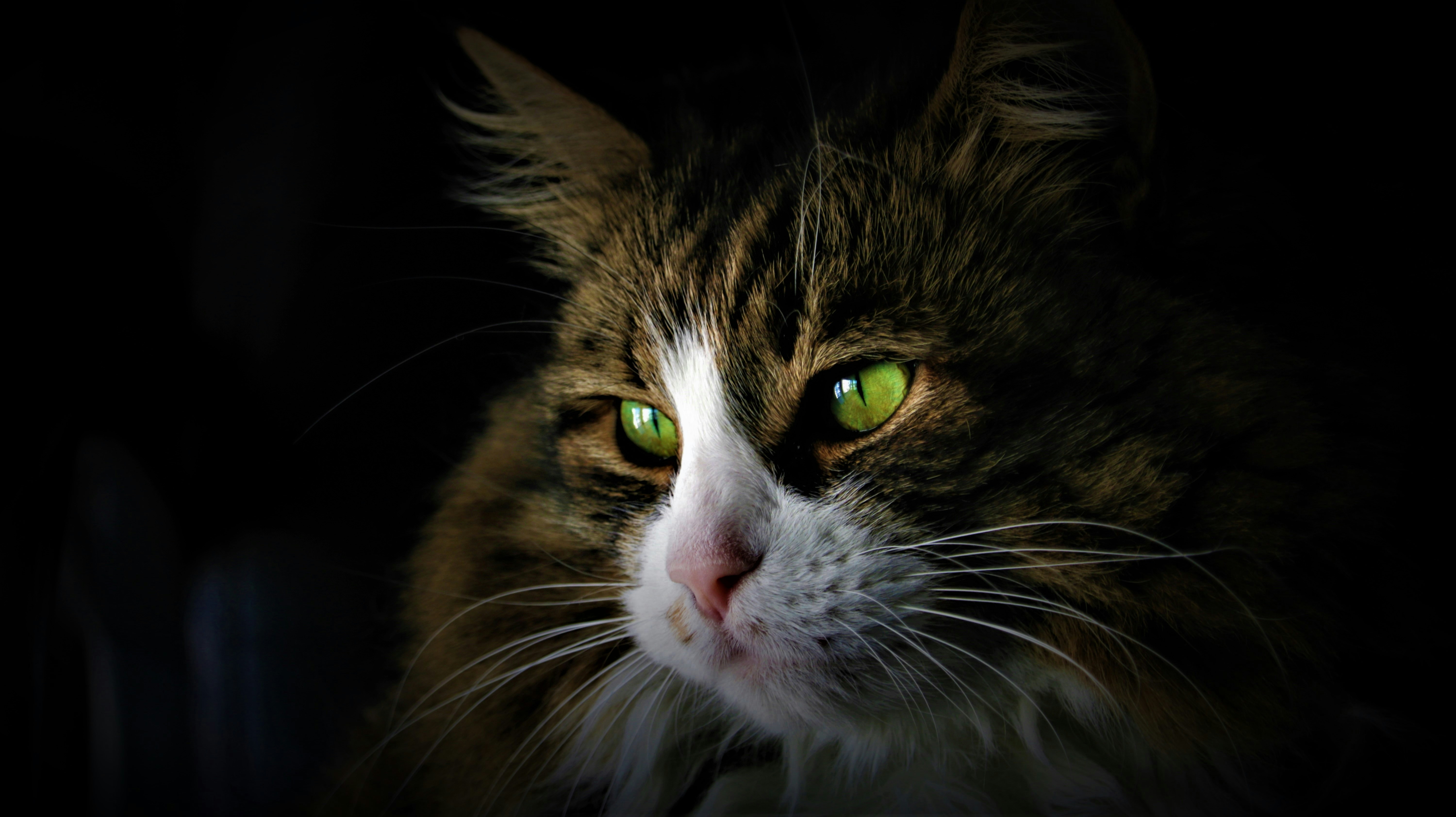 A close up of a cat with green eyes photo – Free Cat Image on Unsplash