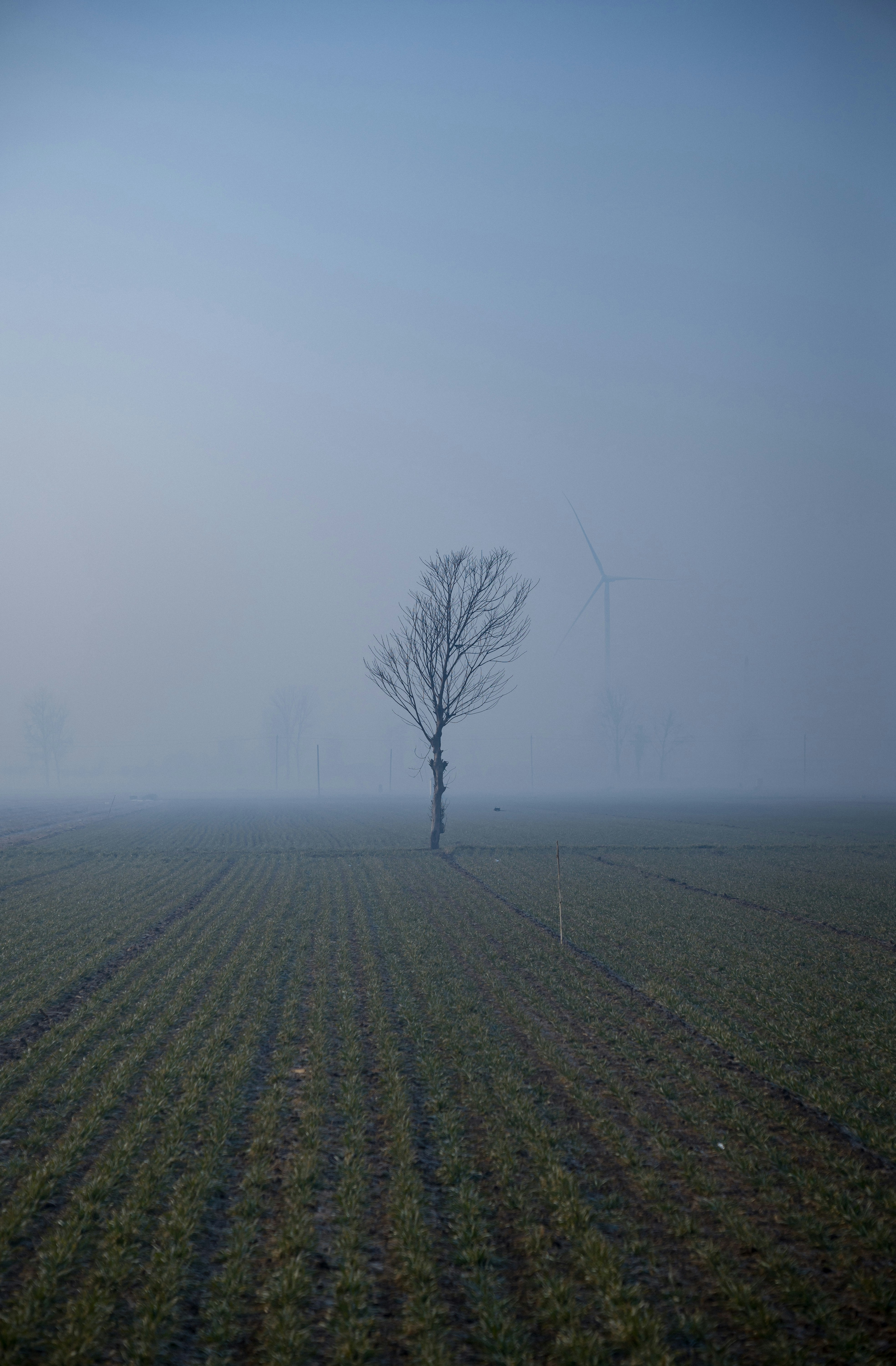 A tree in a foggy field with wind mills in the background photo – Free ...