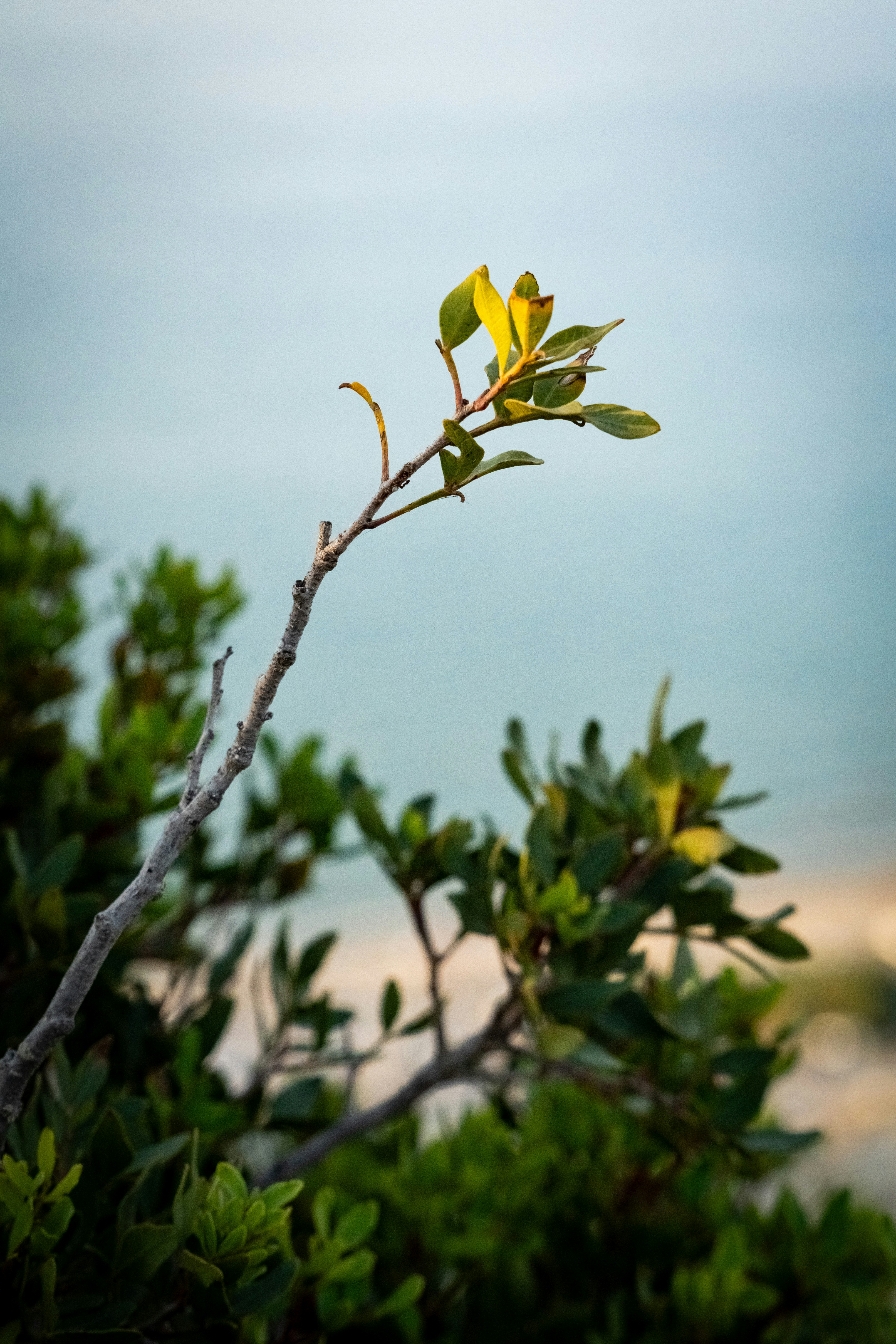 A lone coastal branch tip against a serene turquoise seascape
