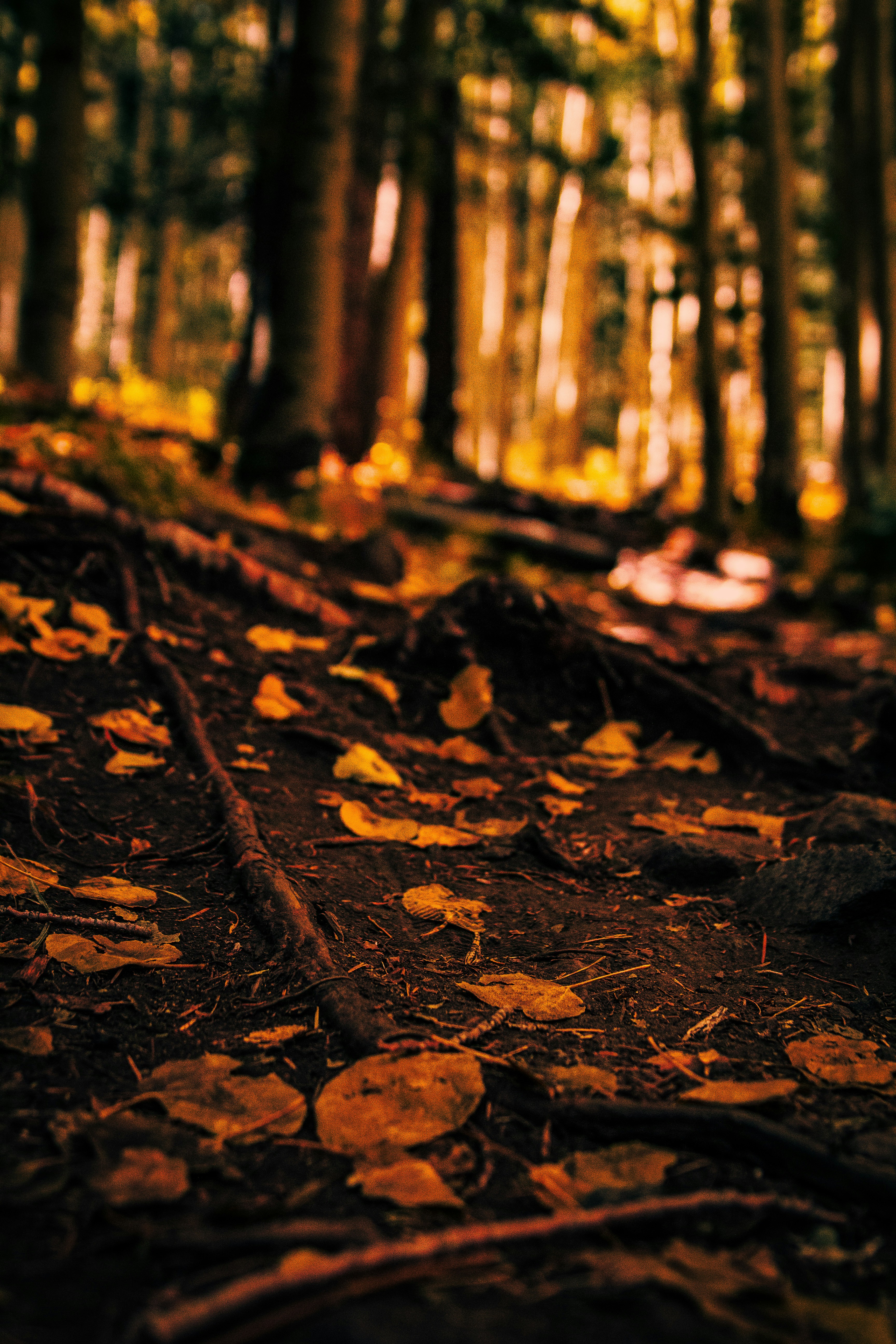 Sunlit Amber Floor: A Low-Angle Walk Through an Autumn Forest