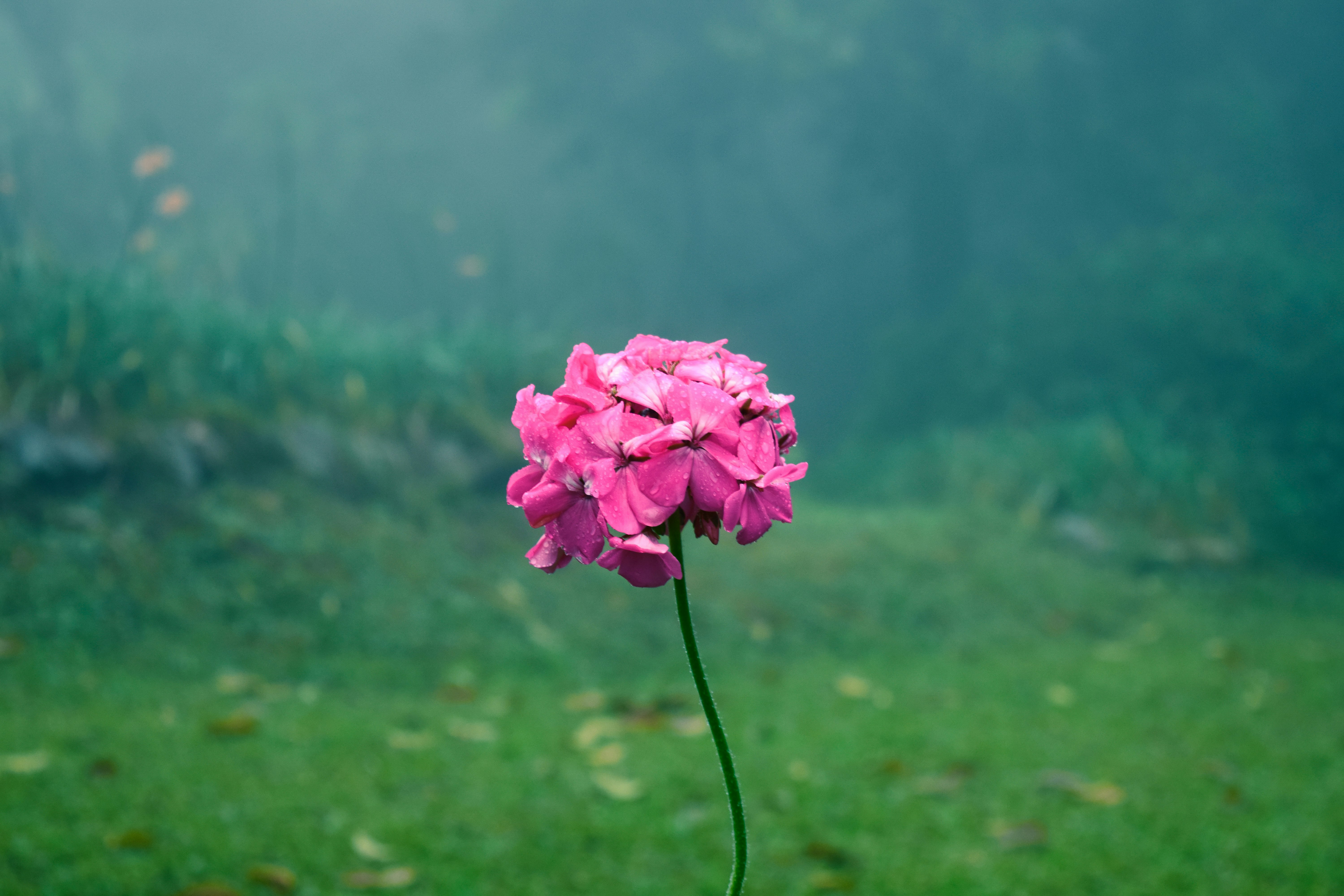 Mist-Kissed Pink Hydrangea in a Quiet Garden