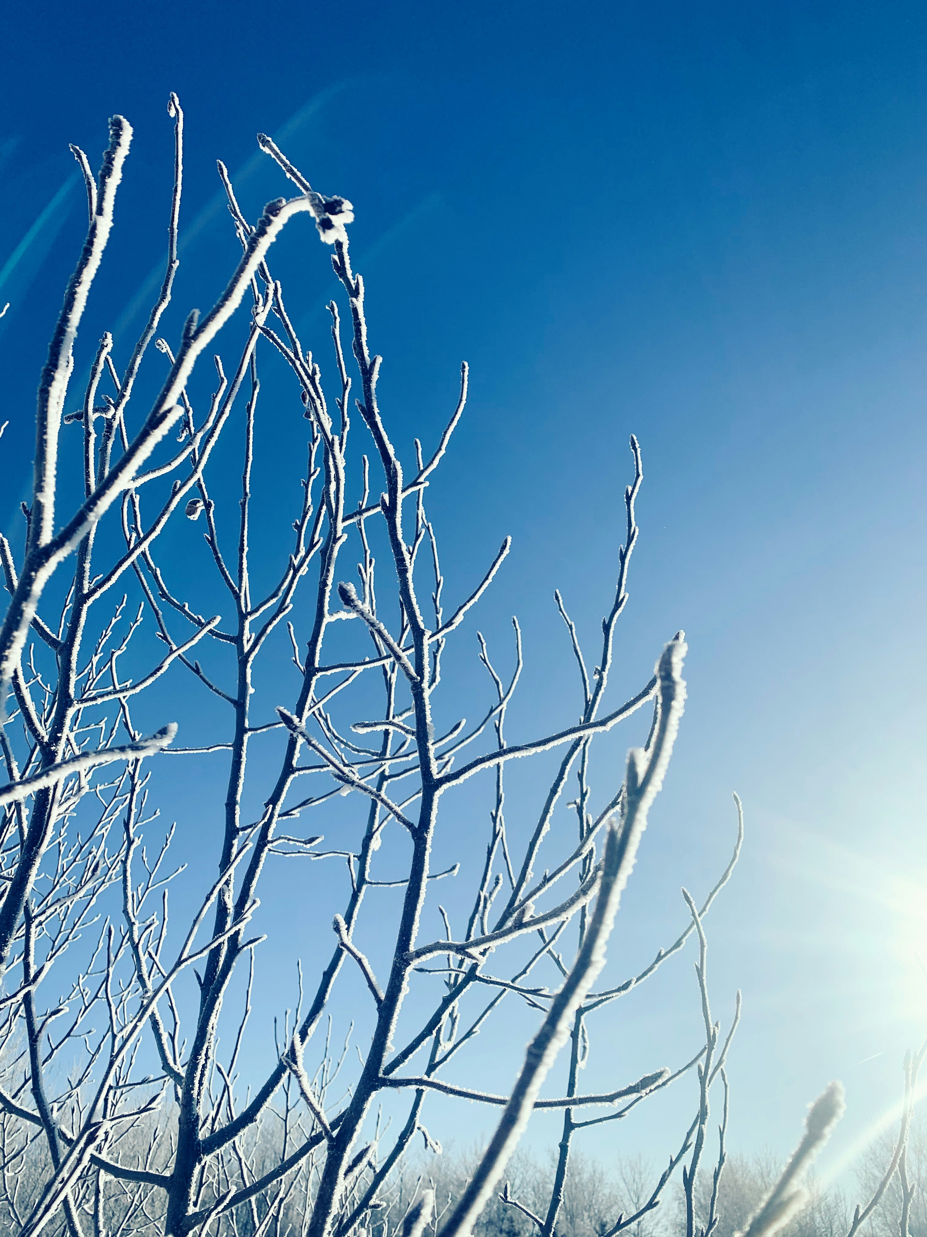 frosty young poplar tree catching the sunlight on a winter morning