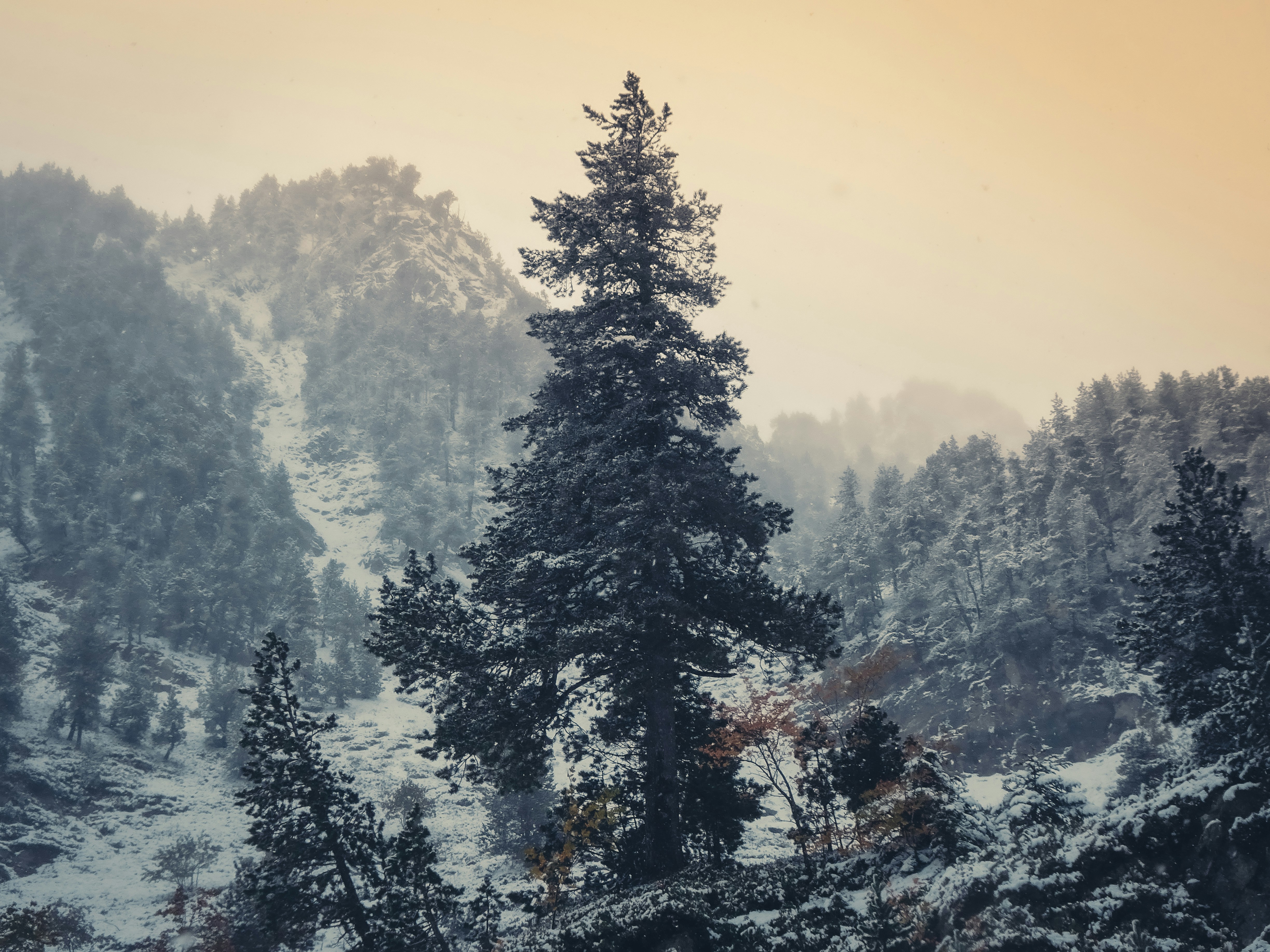 Snow-dusted pines rise on a gentle hillside beneath a pale, golden sky. A solitary fir dominates the scene, adding vertical drama to the frost-covered landscape.