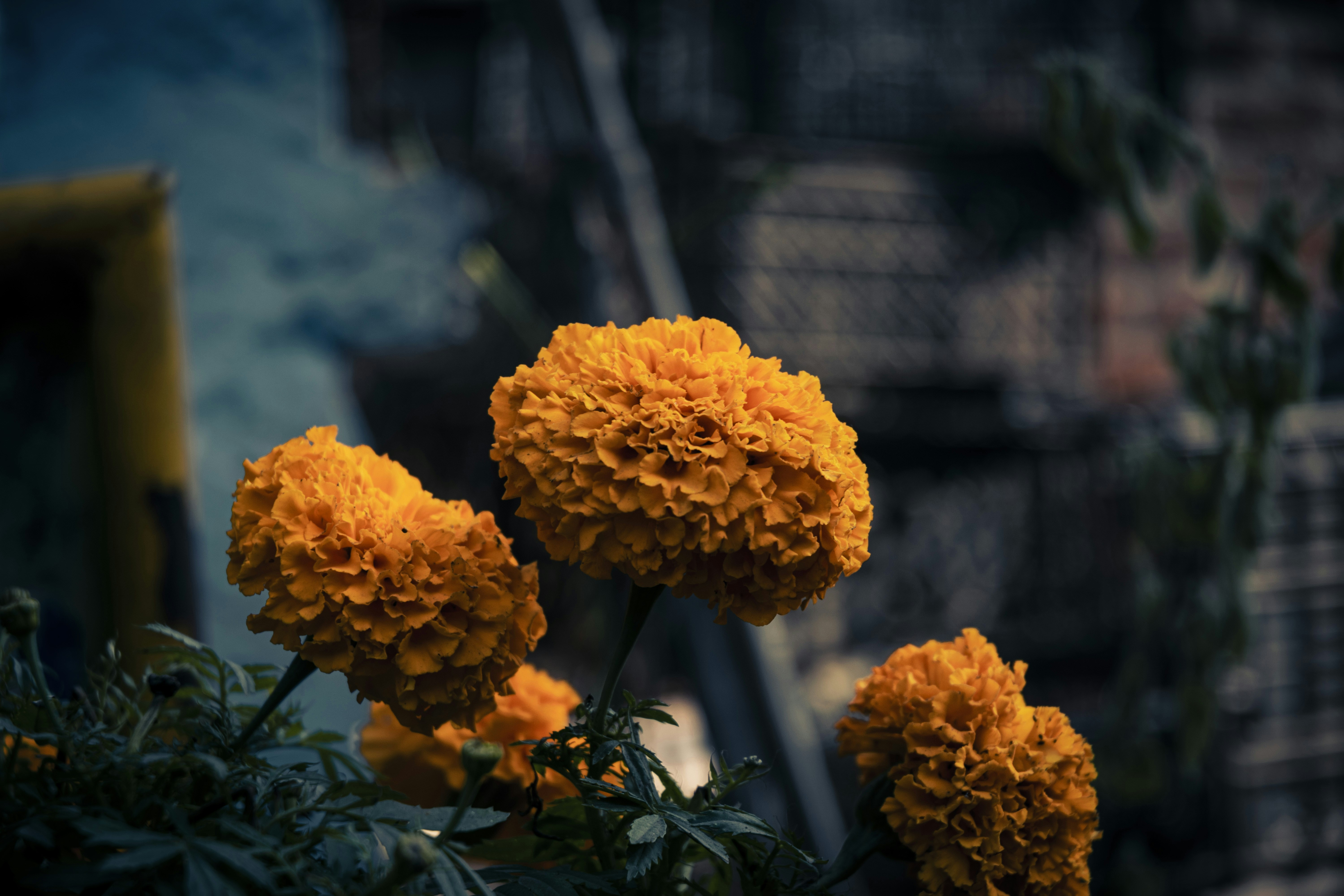 a flower with dark shade