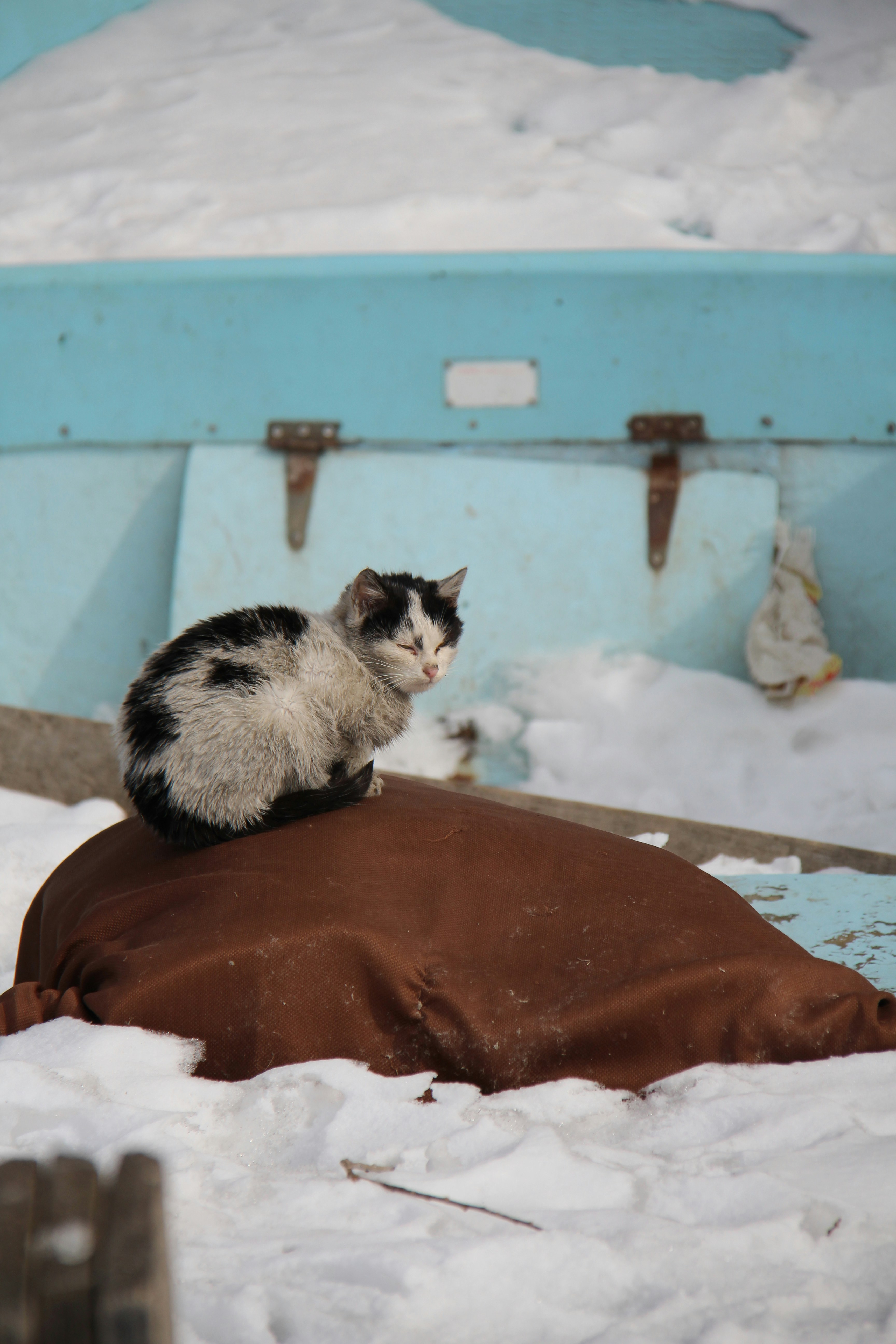 A cat sitting on top of a blanket in the snow photo – Free Doğruyol ...