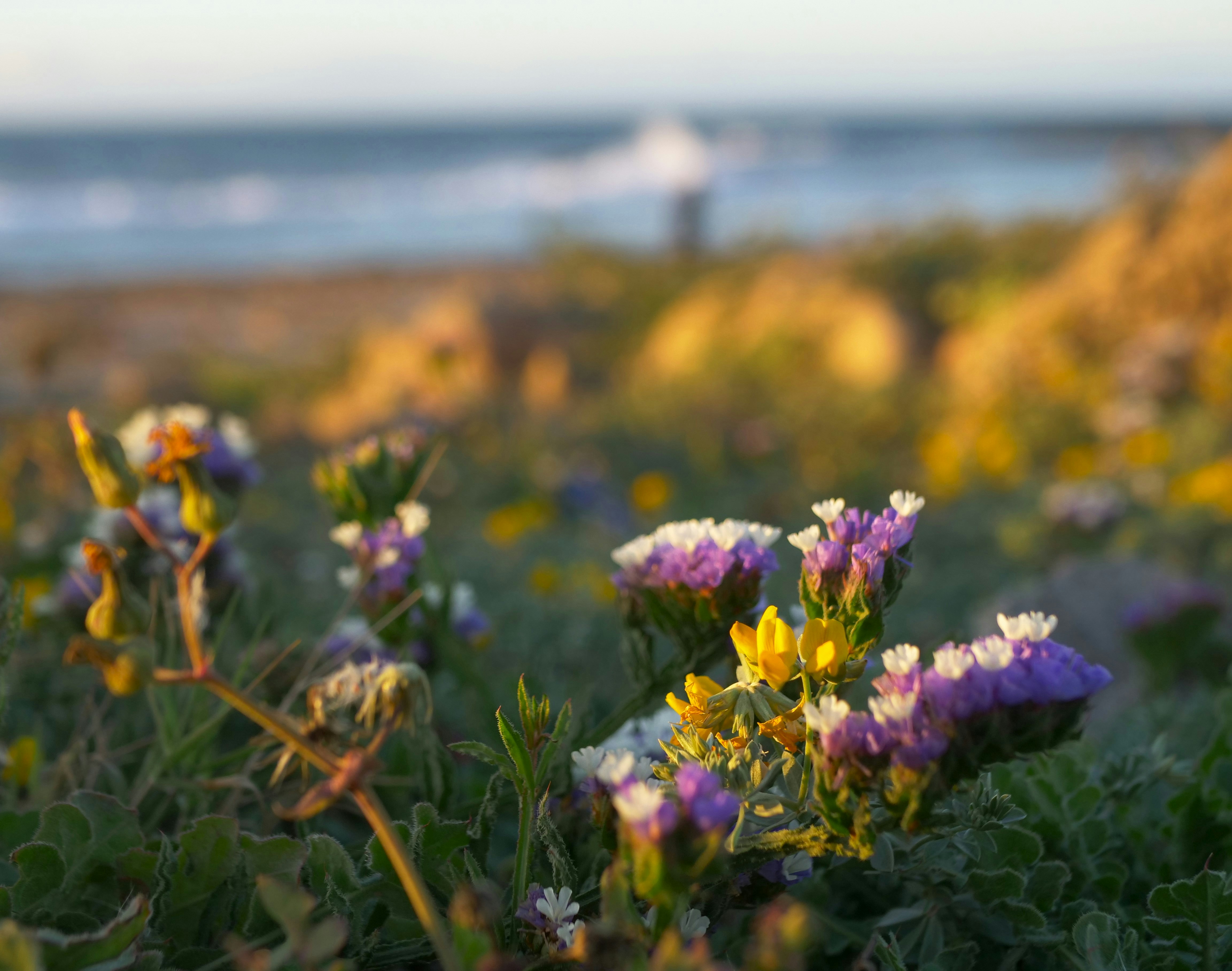 Golden-hour Coastal Meadow: Purple and Yellow Blooms Framing the Sea