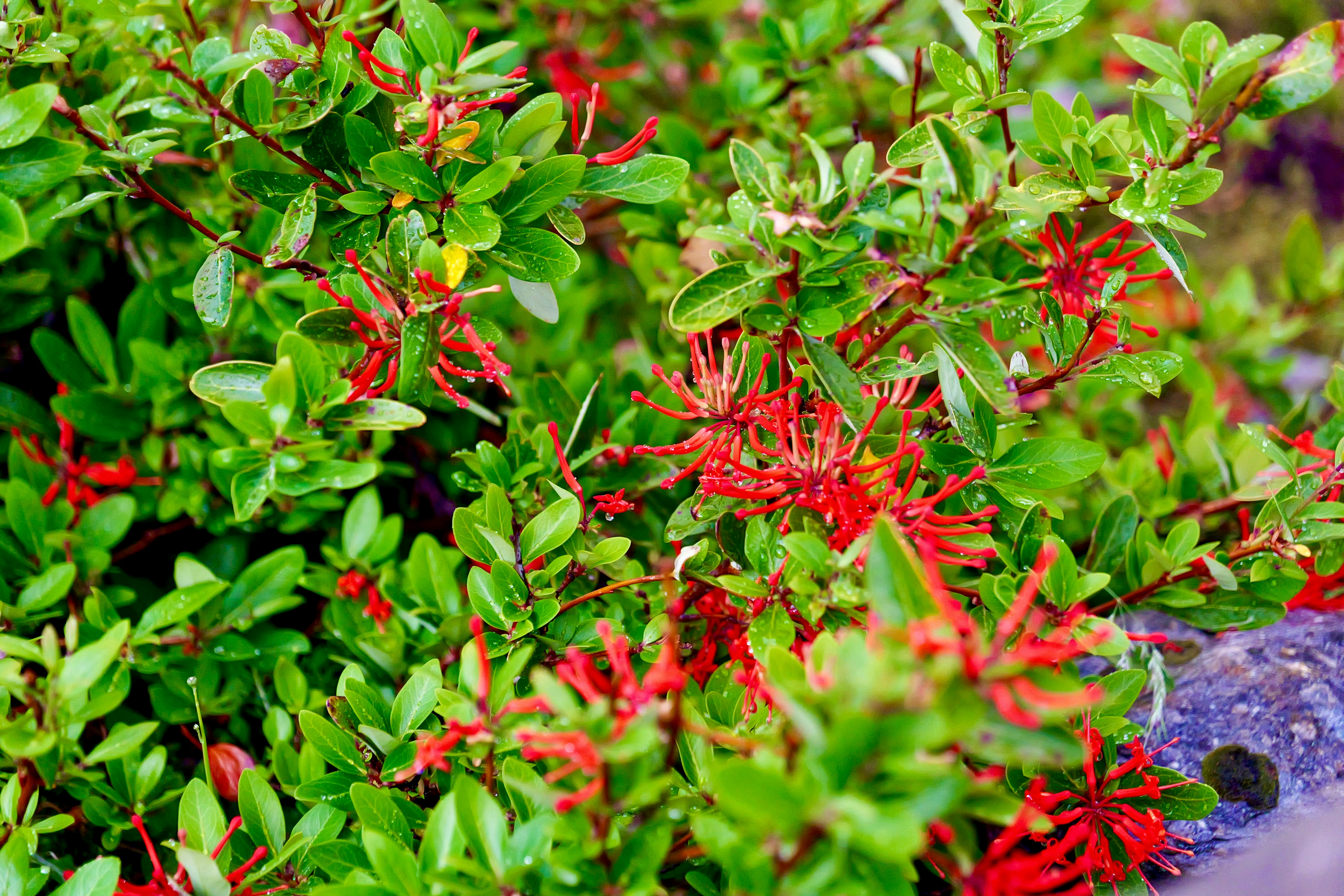 Crimson Bottlebrush: A Textural Burst Among Emerald Foliage
