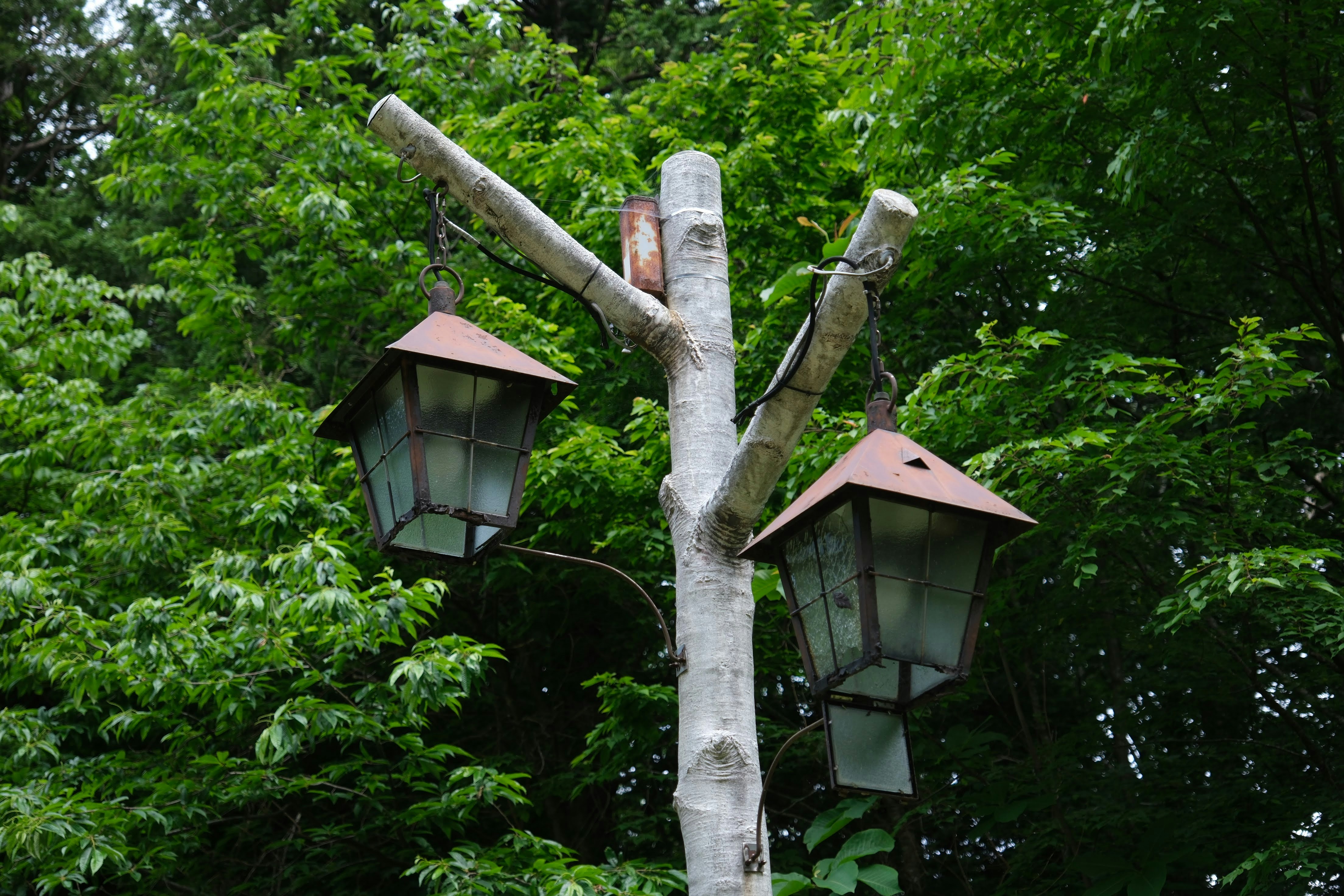 Lanterns on a Weathered Trunk Amid a Canopy of Green
